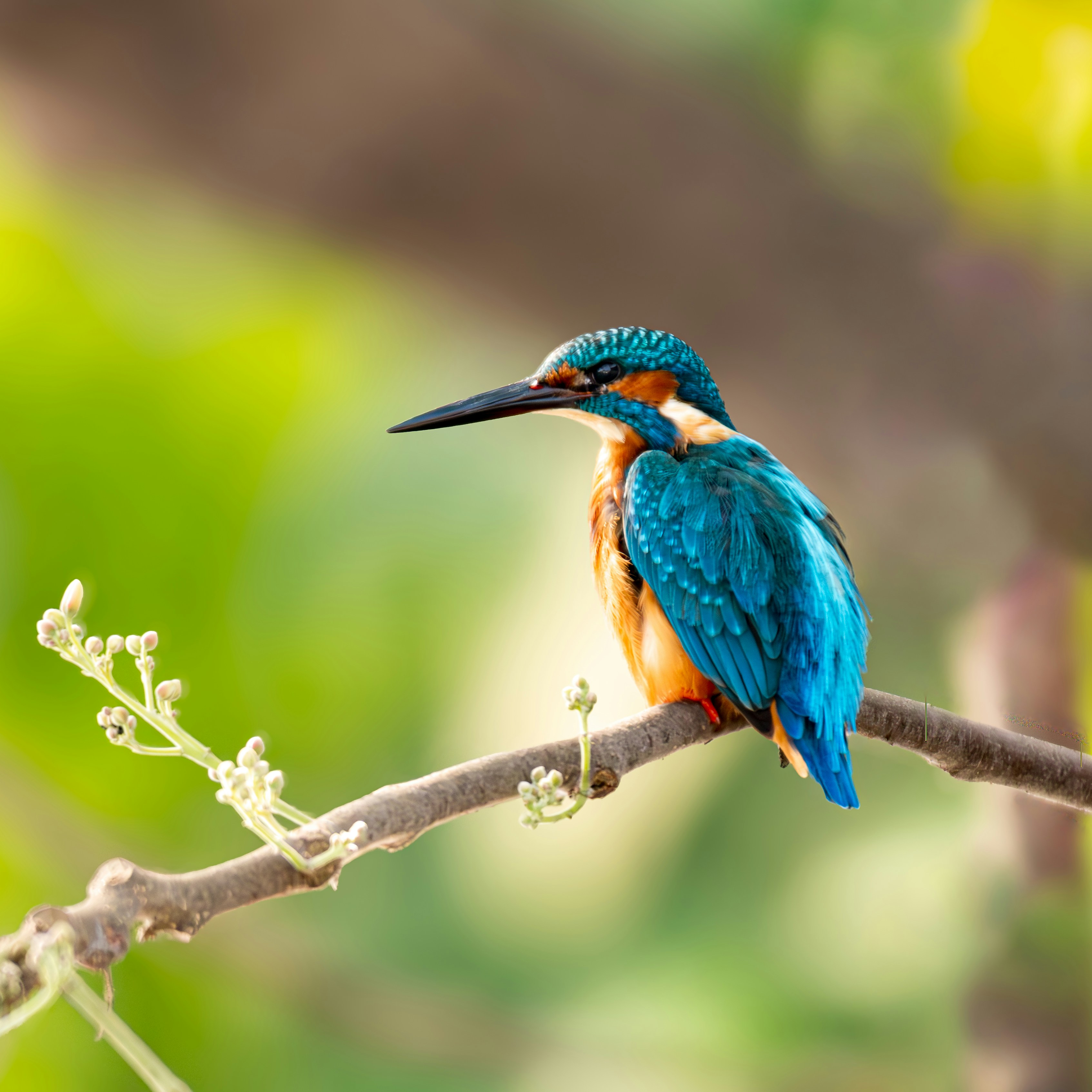 Azure Kingfisher in Quiet Perch