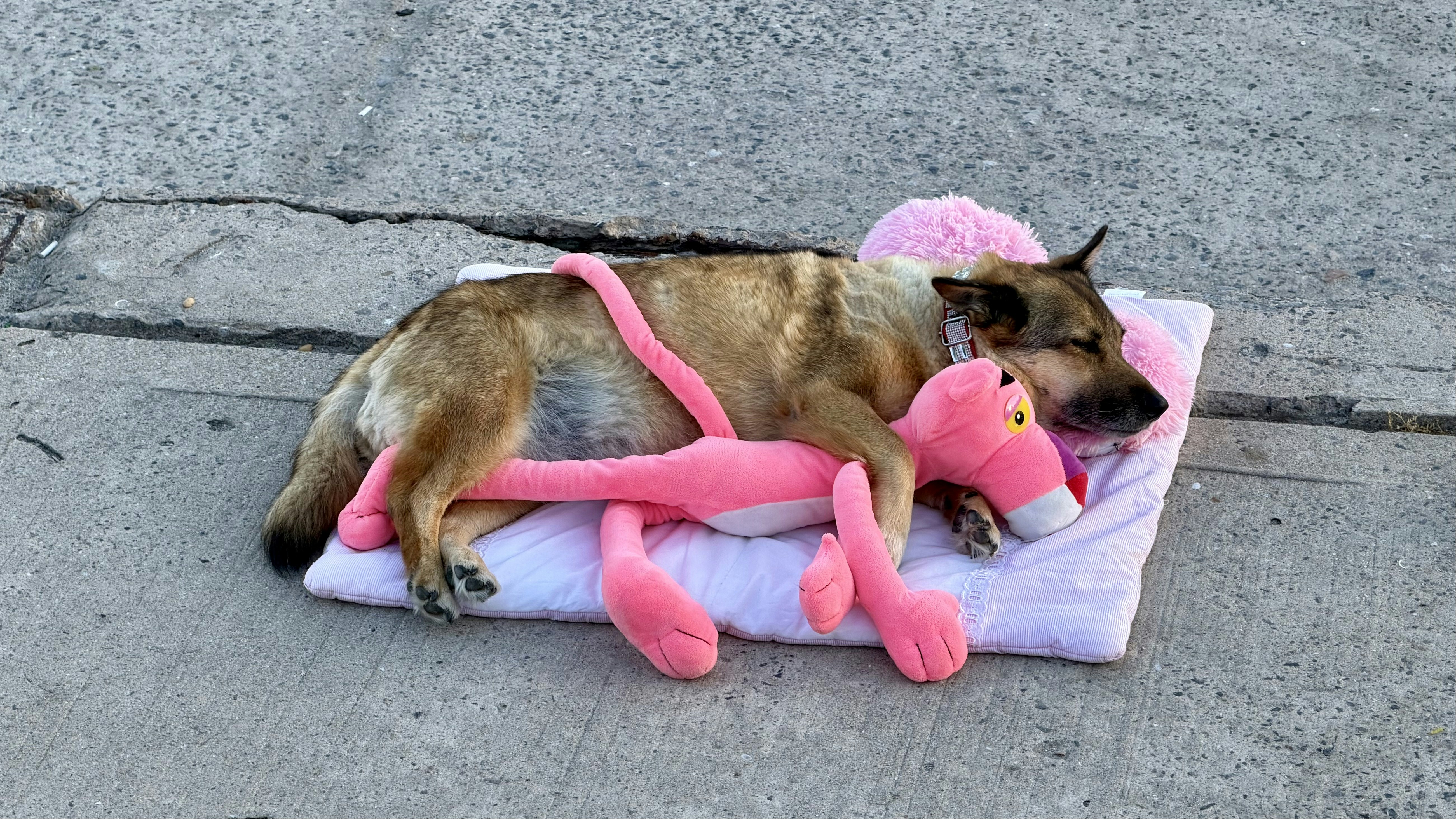 Pink Plush Rescue: A Dog Resting with Toy on a City Sidewalk