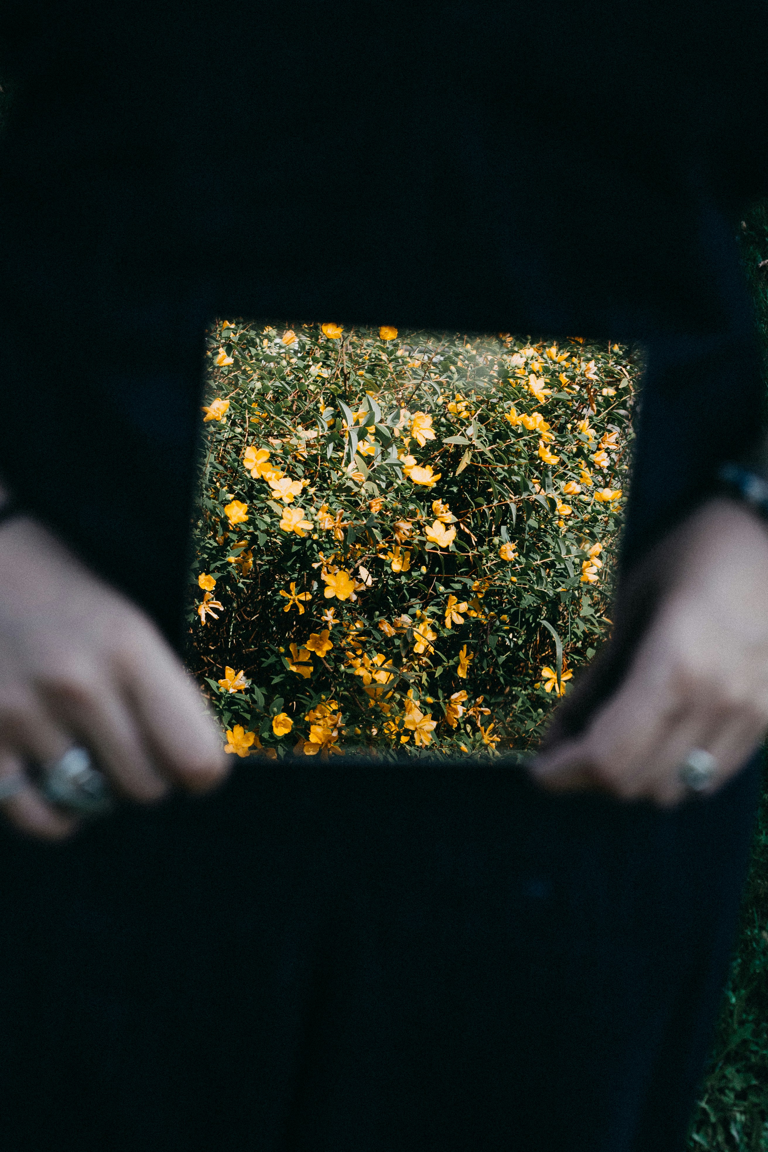 Through a Hidden Frame: Yellow Blooms in a Dark Silhouette