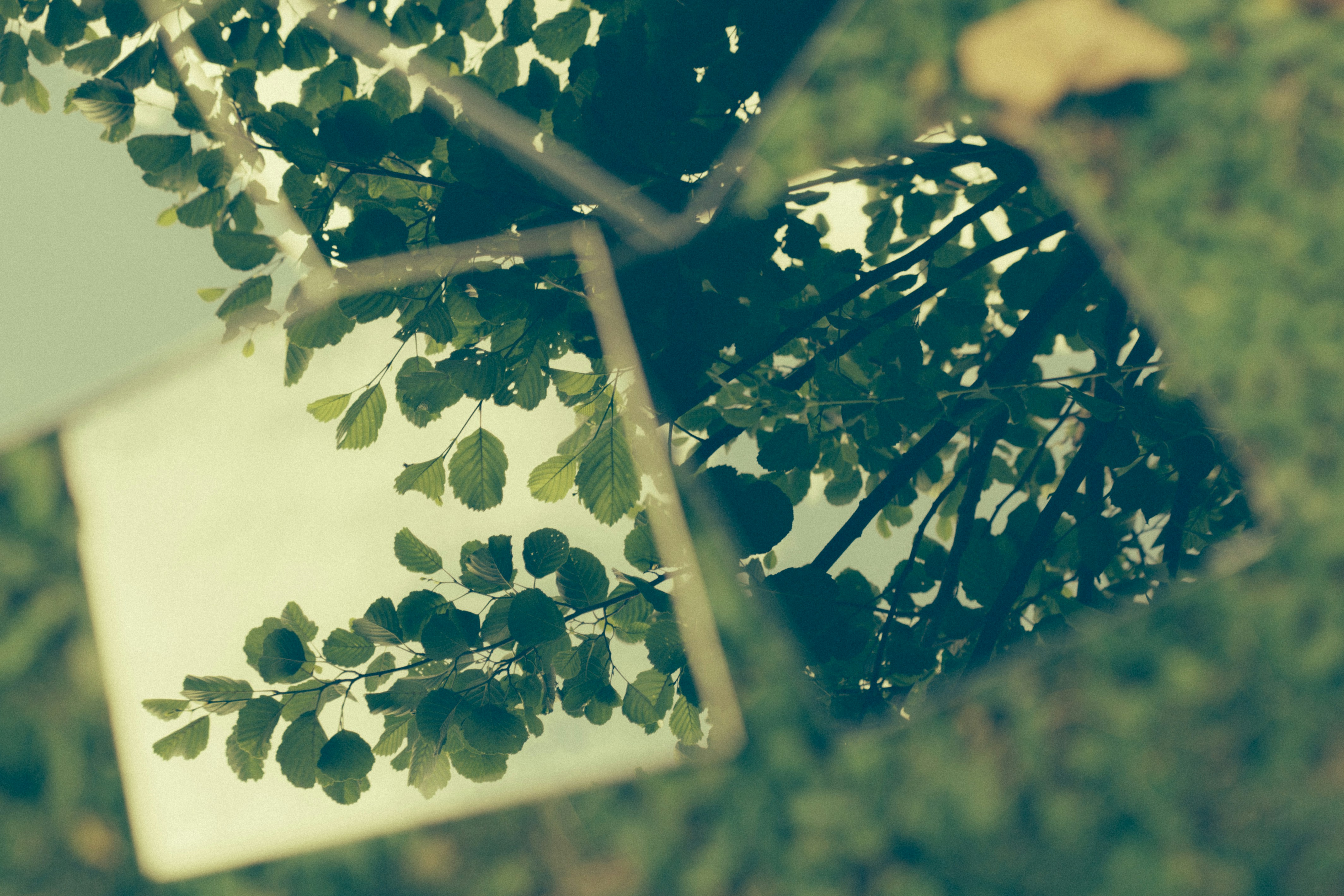Leafy Fragments Reflected: An Abstract Tilt-Shift of Light and Shadow