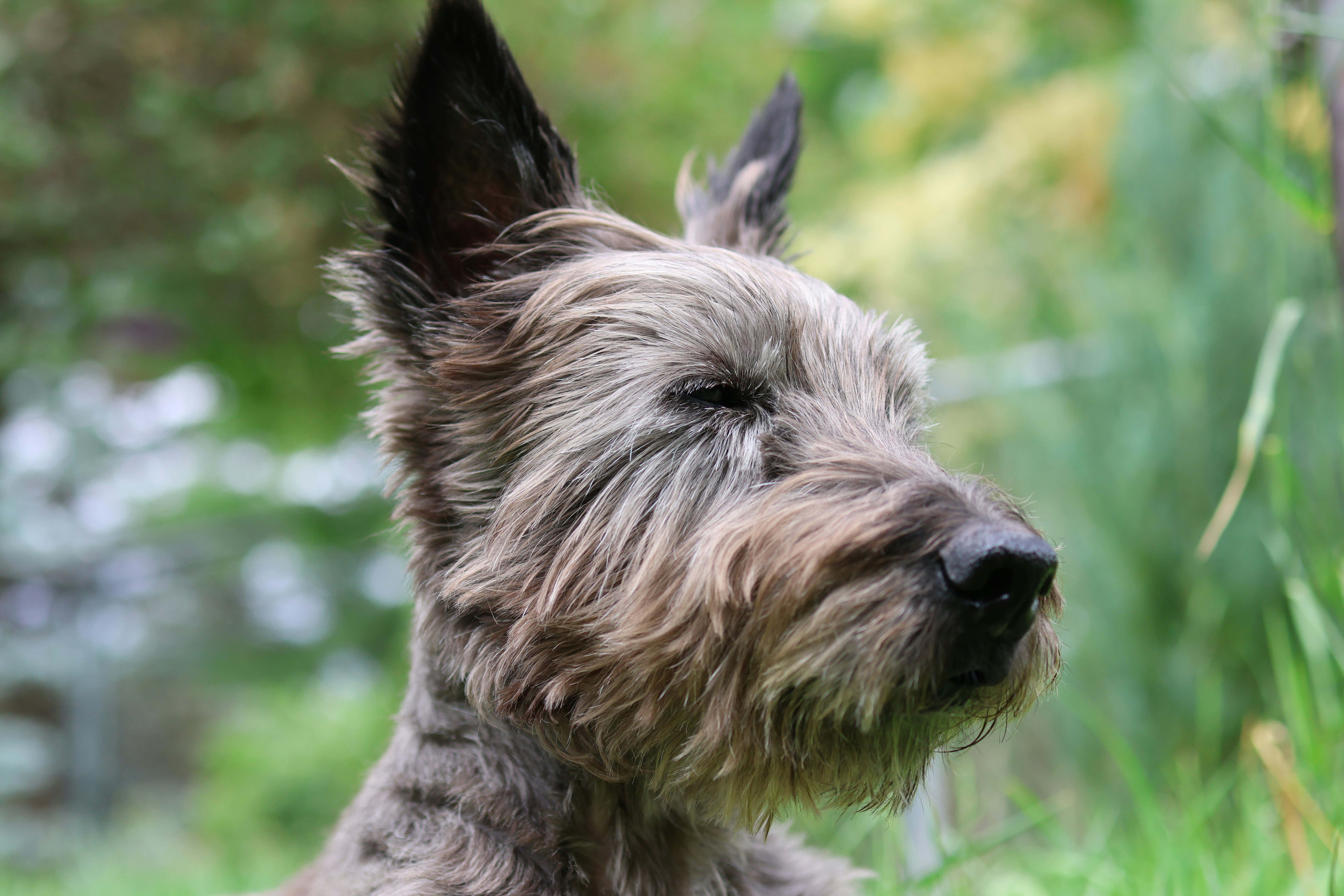 Whiskered Watcher: A Close-up of a Bushy-Muzzled Terrier in Green Light