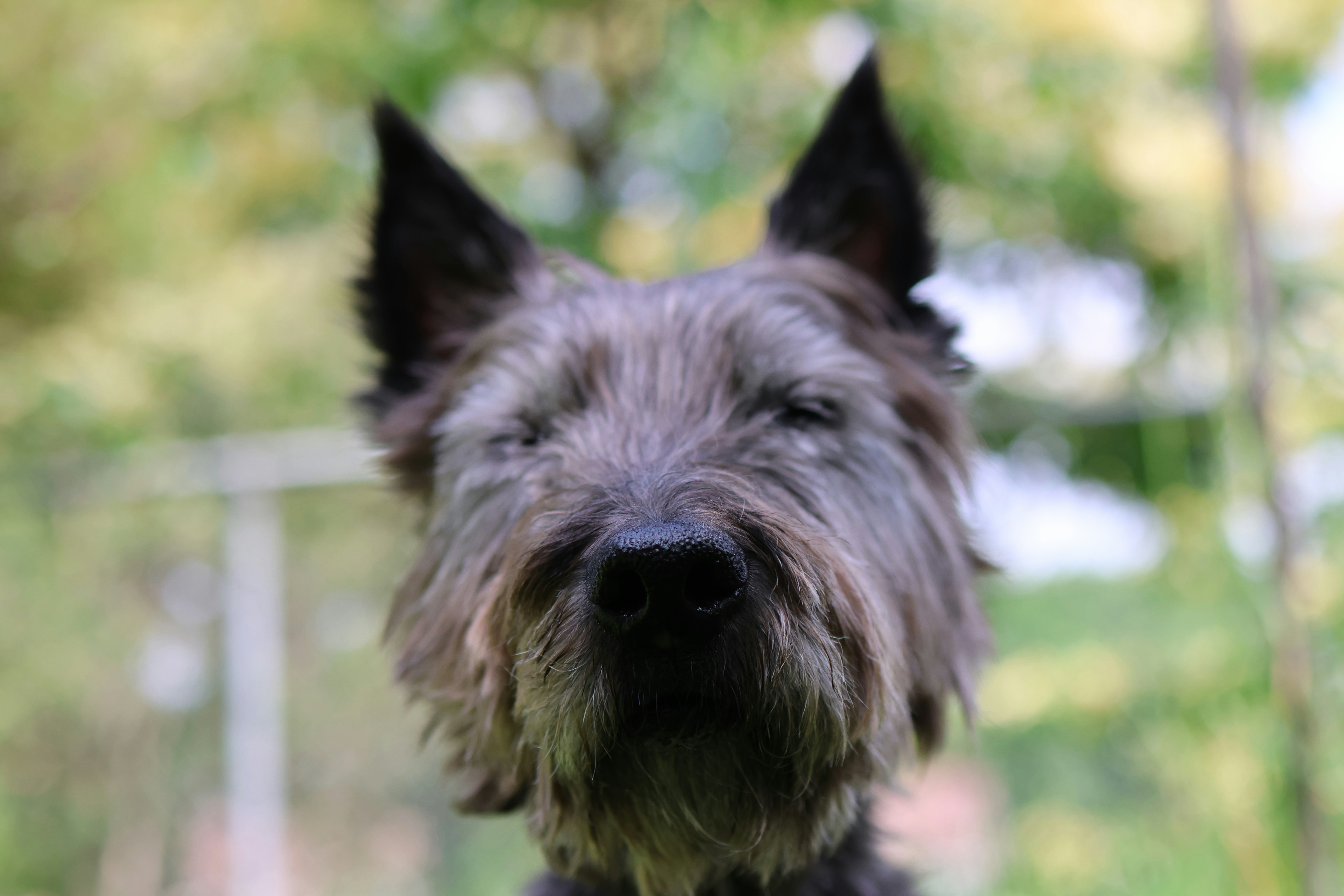 Close-up of a scruffy terrier peering through a sunlit backyard