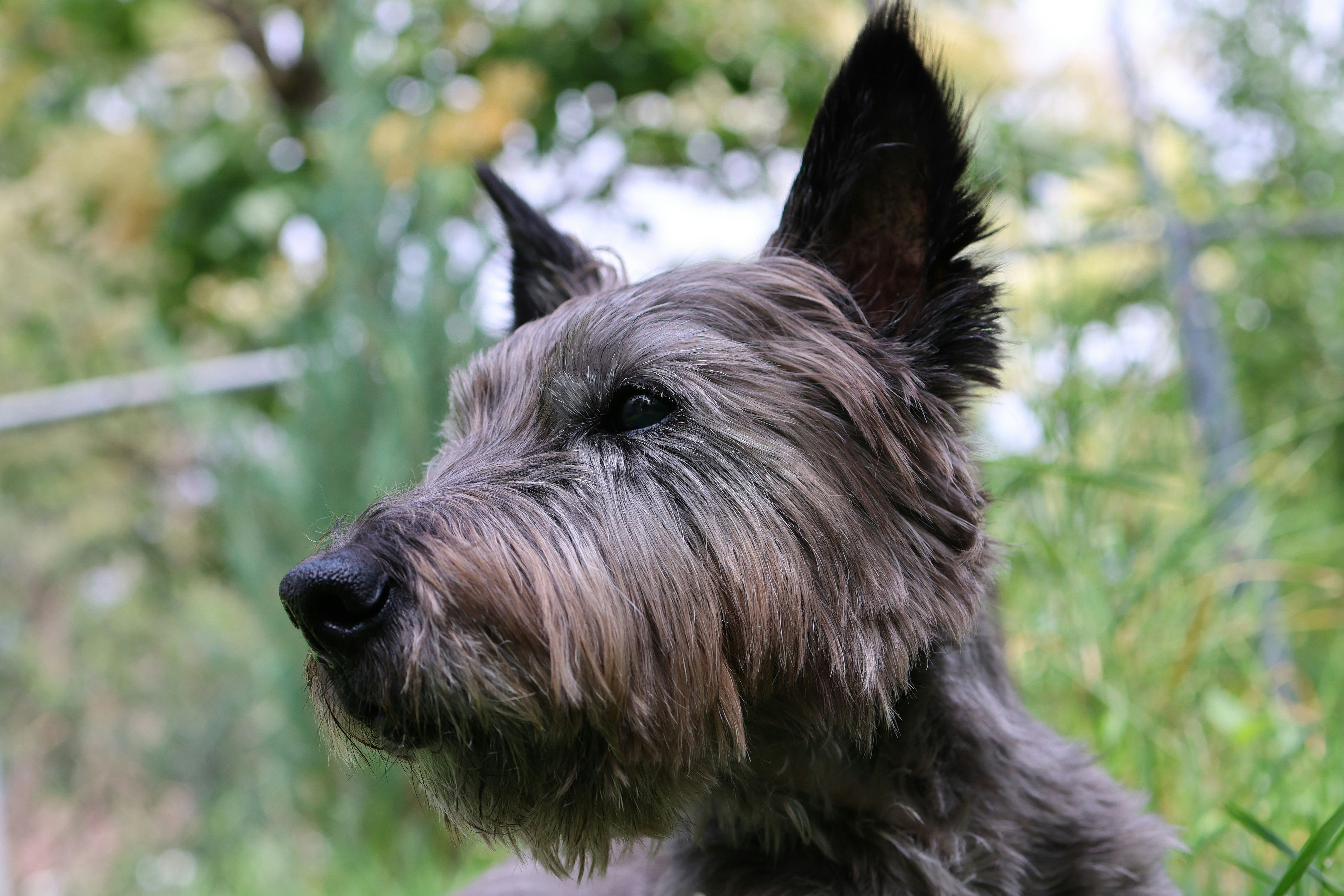 Close-up of a scruffy terrier in a sunlit garden