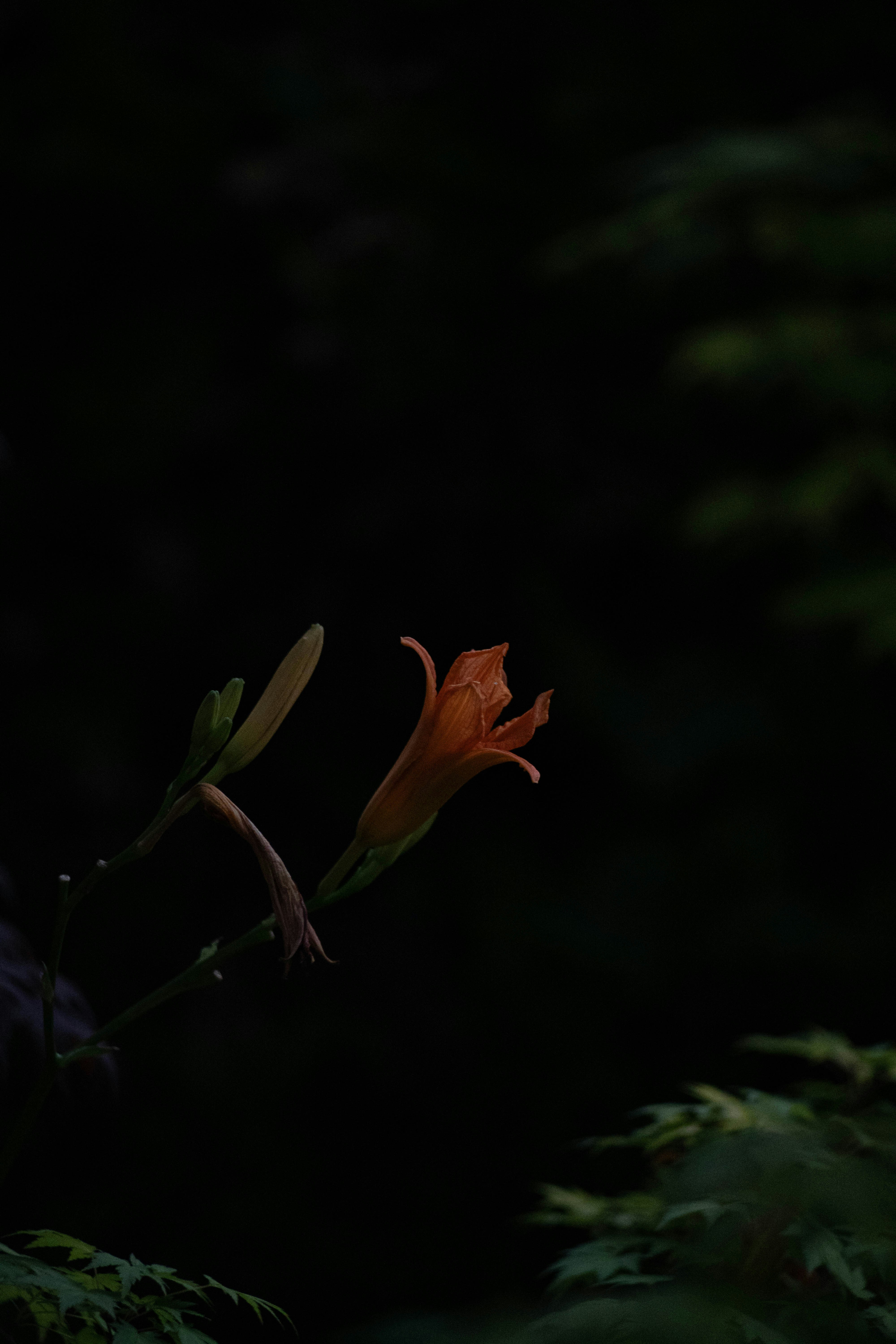 Low-Light Lily: An Ember of Color in the Dark