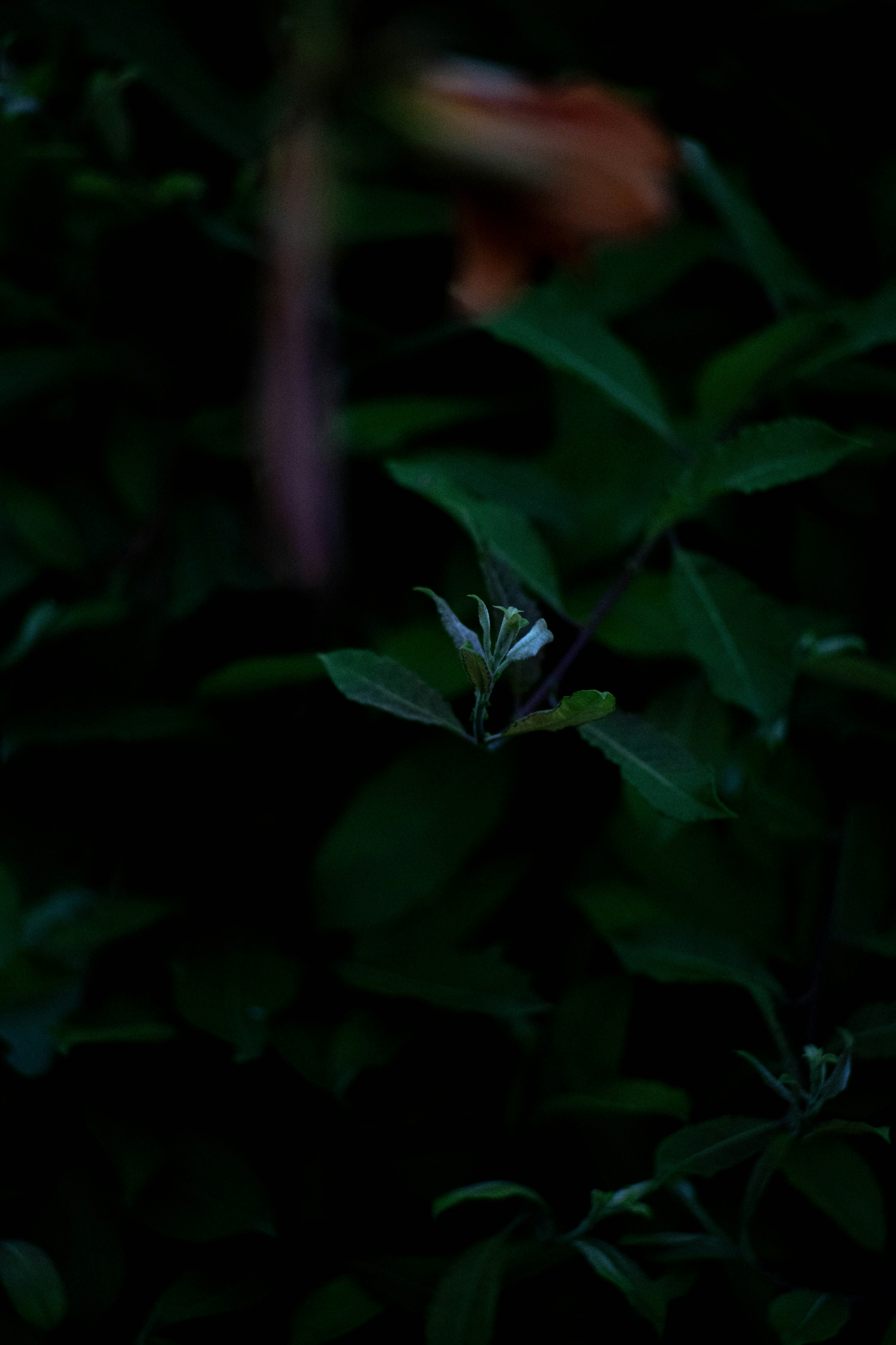 Midnight Bud: A Soft-Focused Leaf in Shadowed Garden