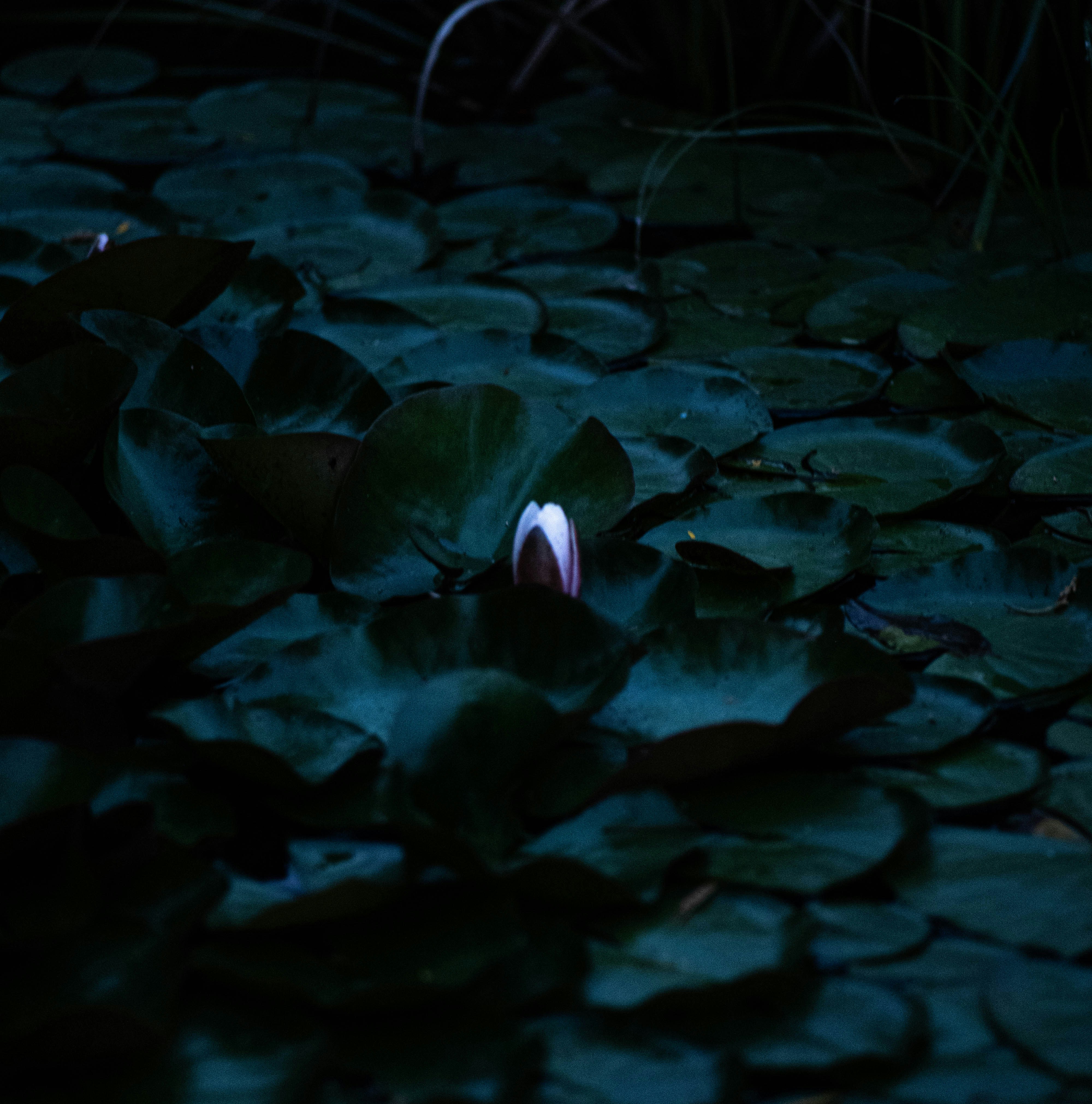 Lone Water Lily Bud Amid Twilight Pads