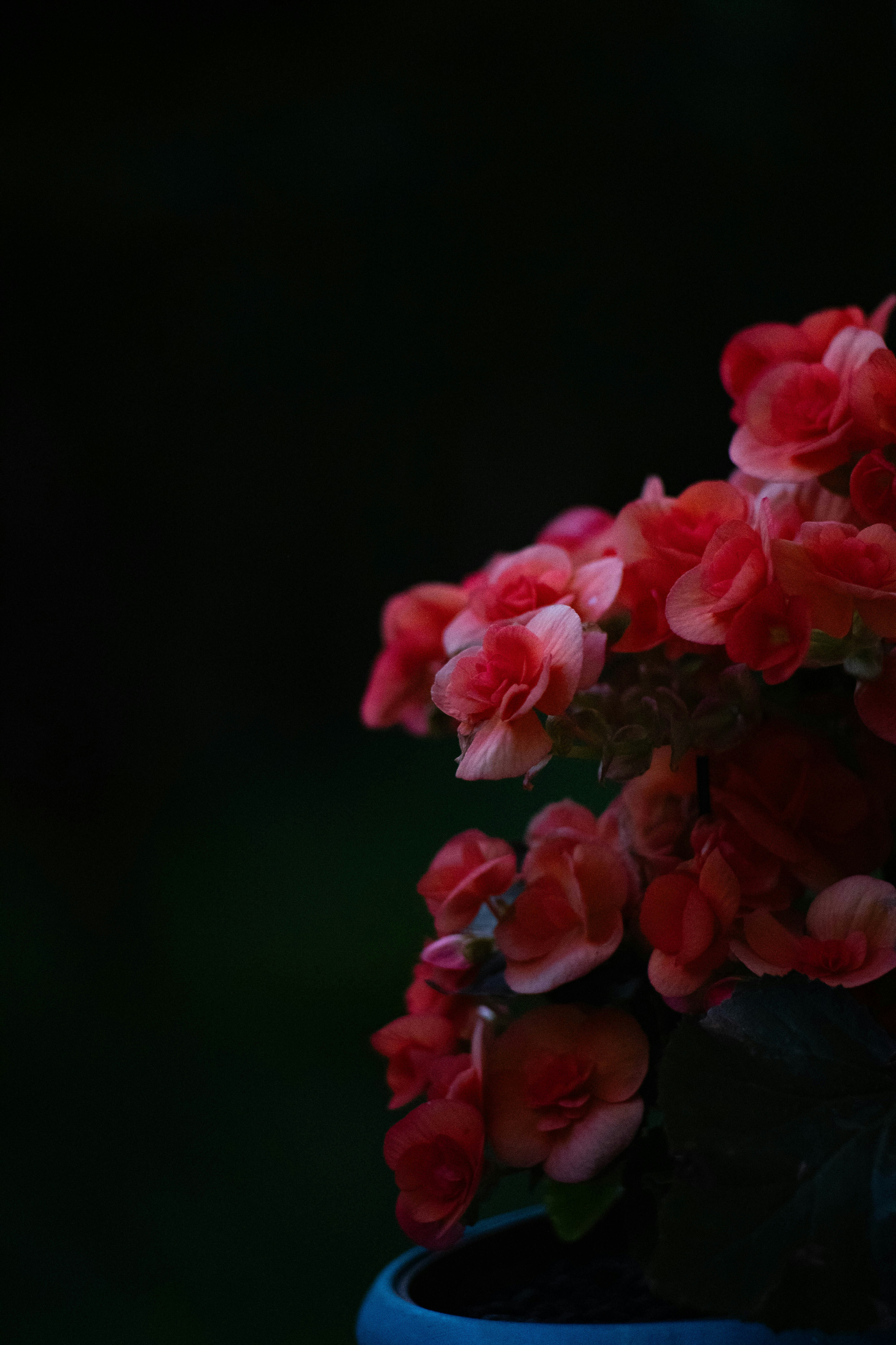 Red and pink begonia flowers bloom against a dark background.