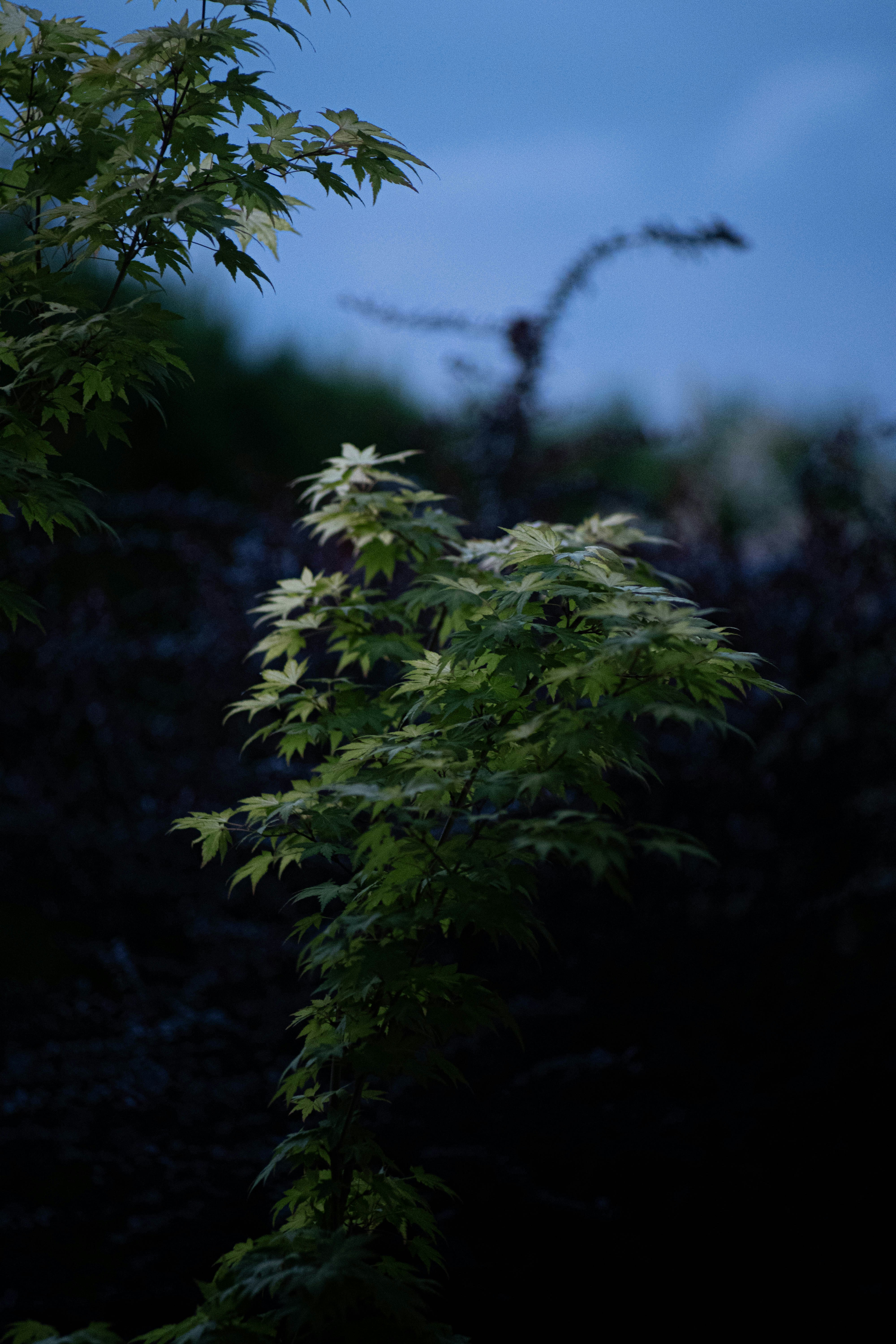Emerald Maple Fronds Reaching Toward a Velvet Sky