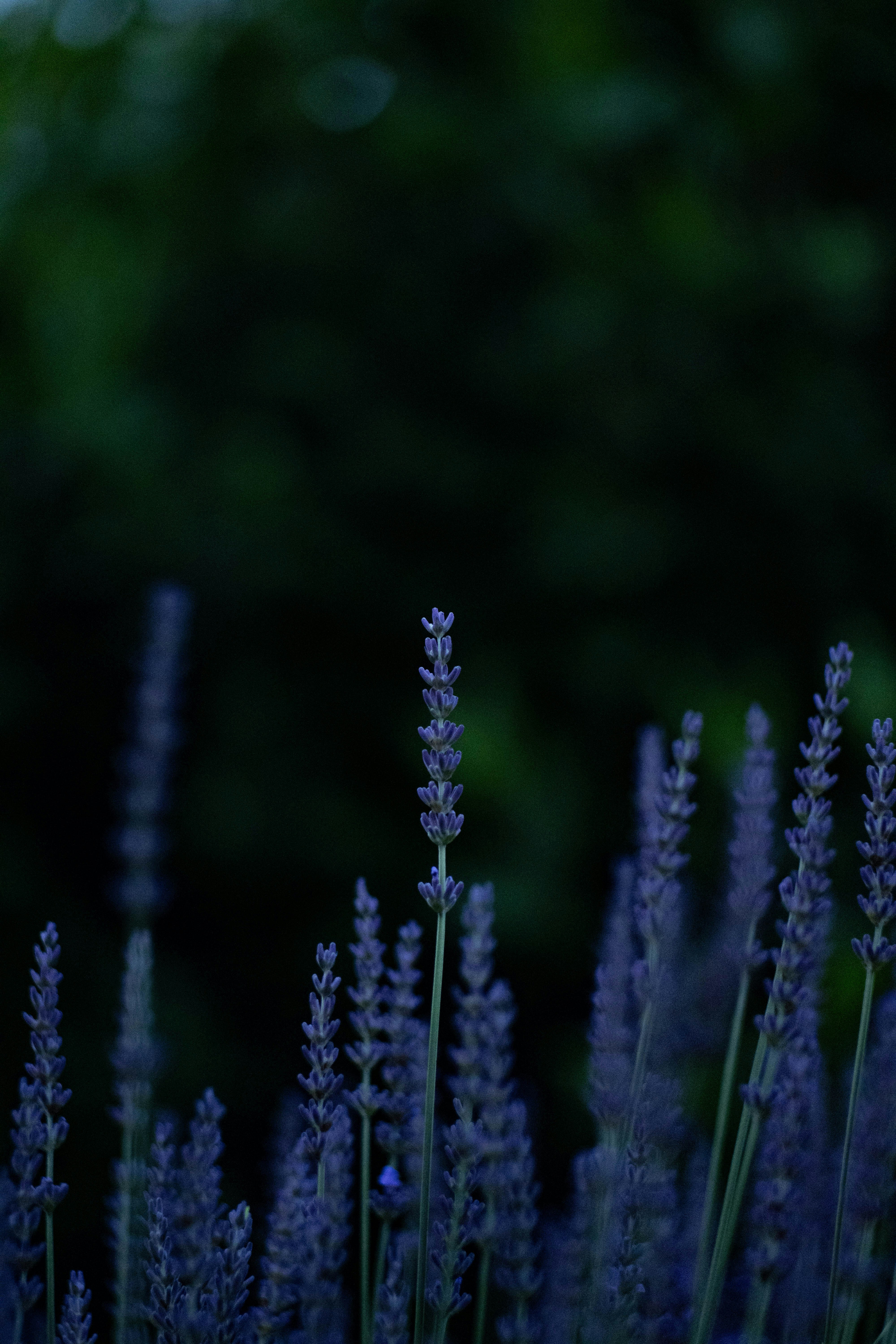Midnight Lavender: Quiet Depths of a Sky-Blue Field
