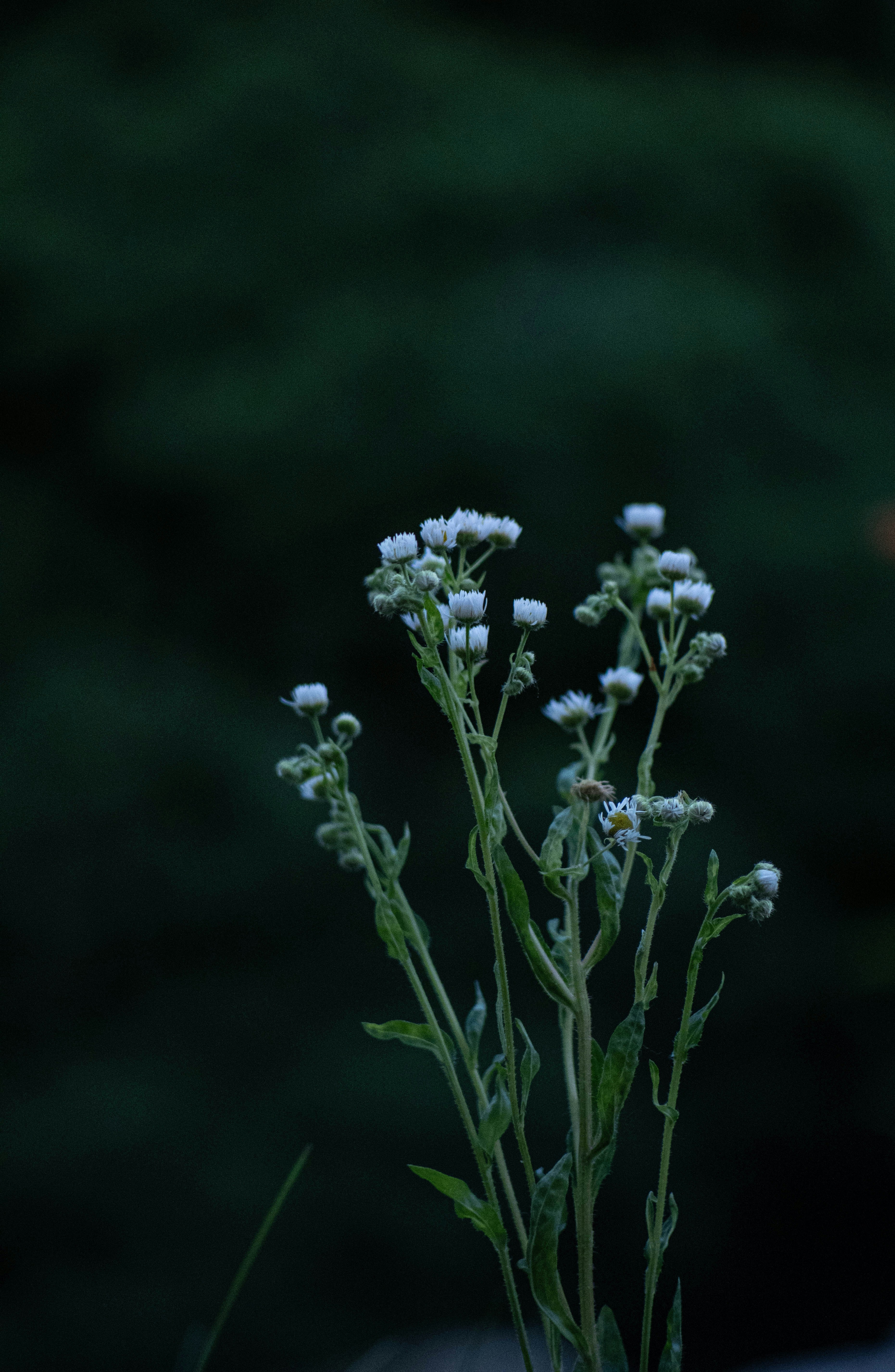 Delicate white-tipped blossoms rise from slender stems, set against a deep, blurred green backdrop. A minimal, nature-focused composition that emphasizes texture and subtle color under low light.