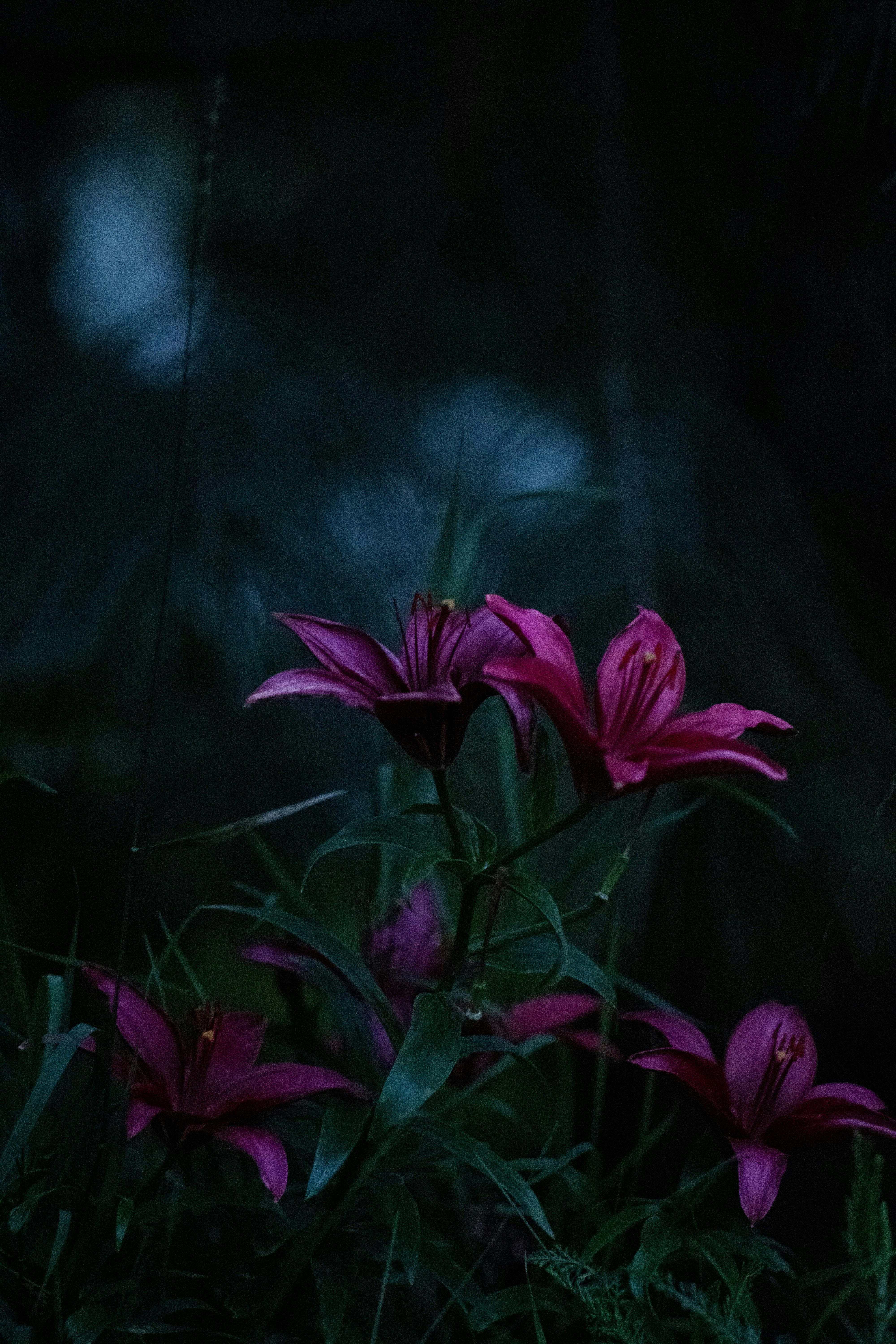 Moonlit Lilies: A Velvet Bloom in the Dark Garden