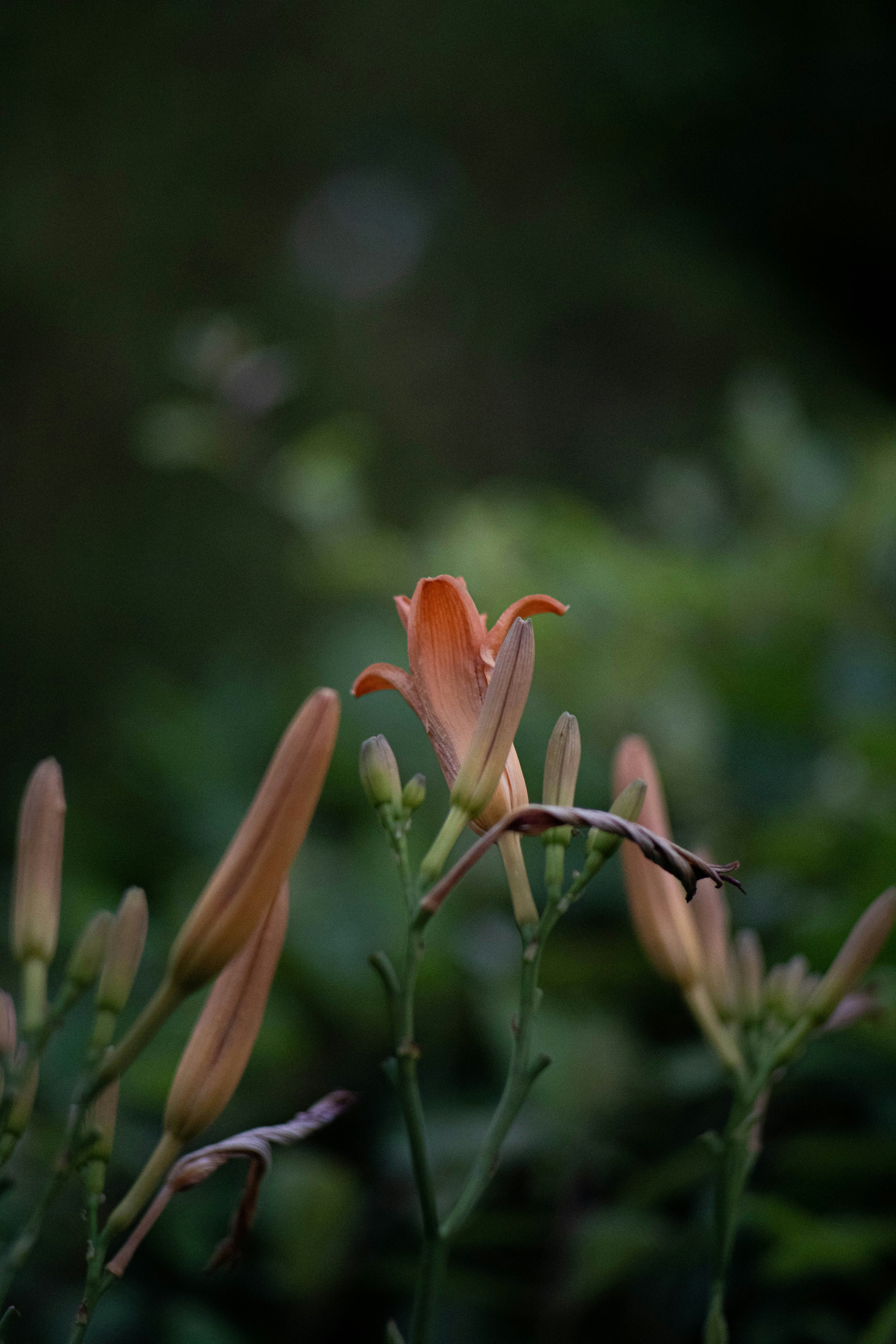 Orange Lily in Focus: Delicate Bloom Against a Velvet Green Backdrop