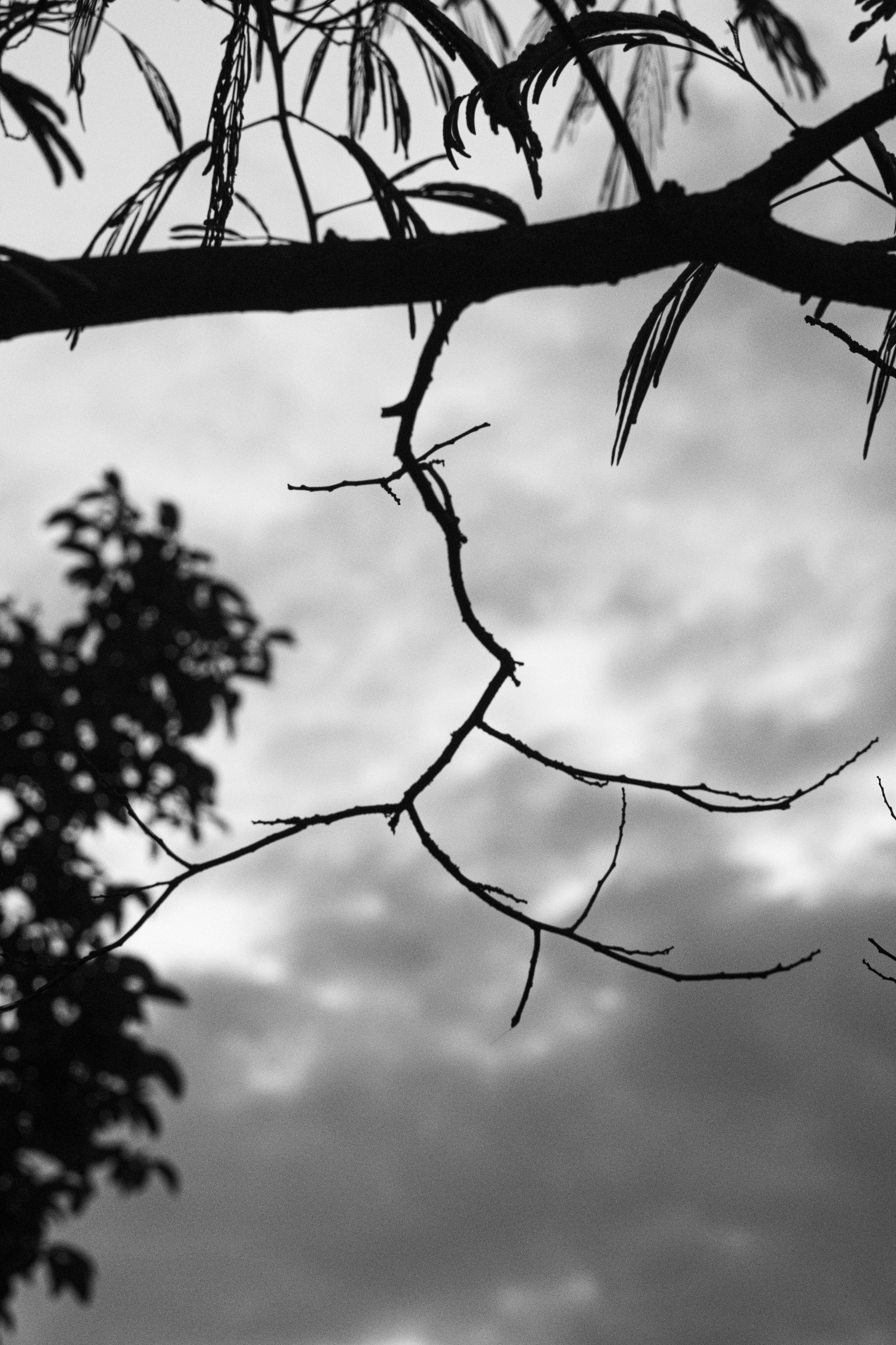 Monochrome Branches Against a Distant Cloudscape