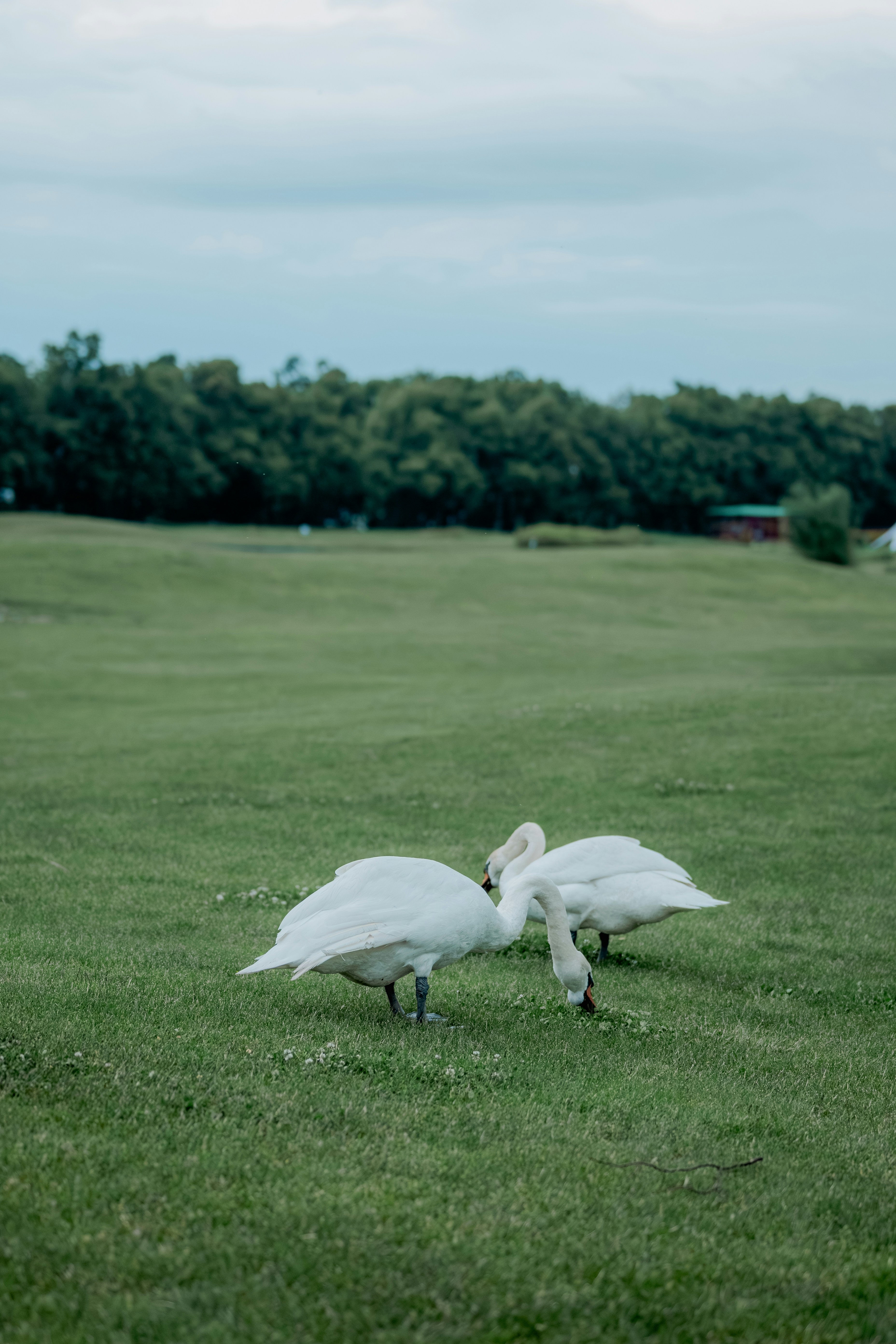 Two White Swans Grazing Side by Side on a Peaceful Green Field