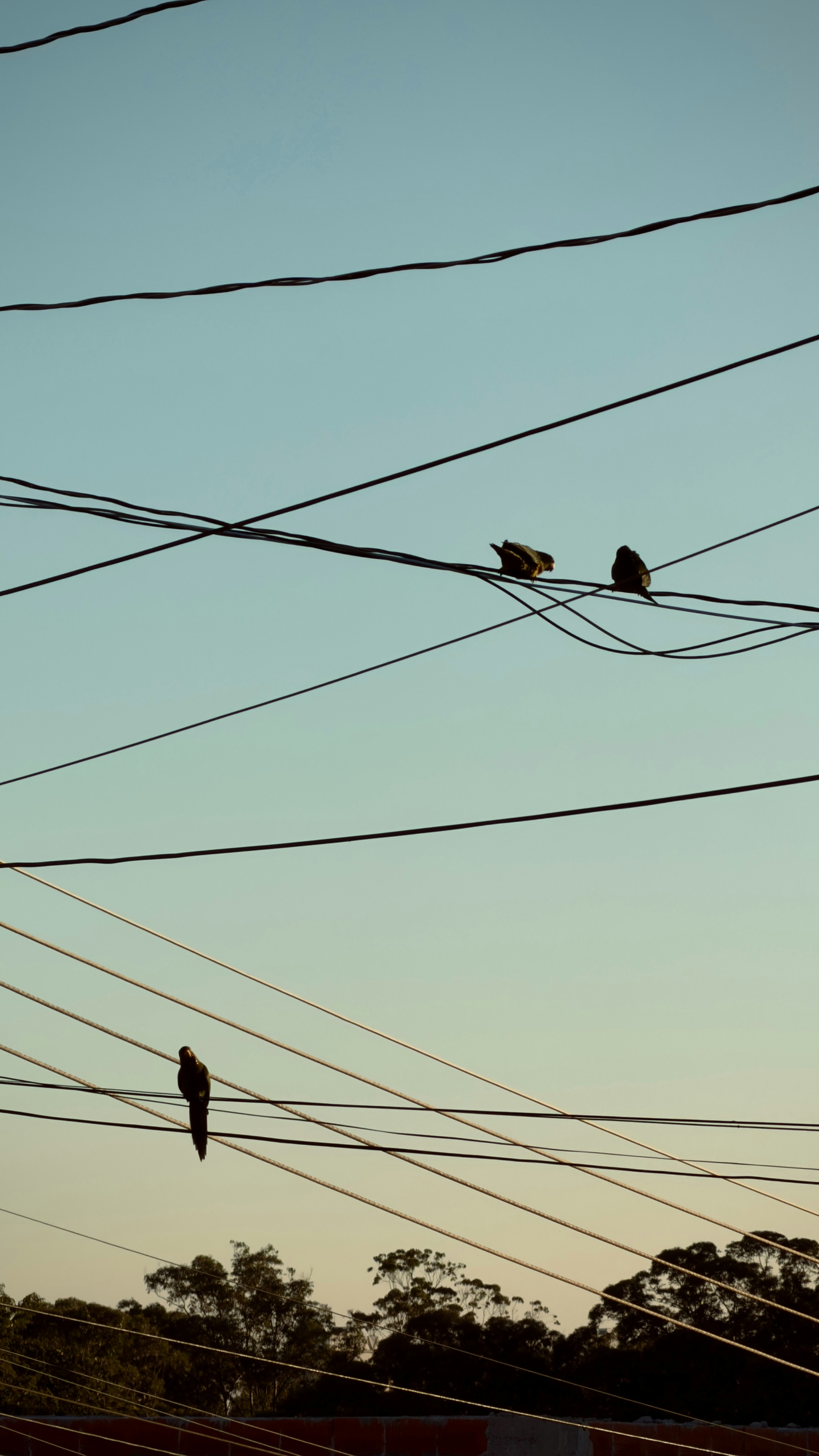 Birds on the Wires at Dusk