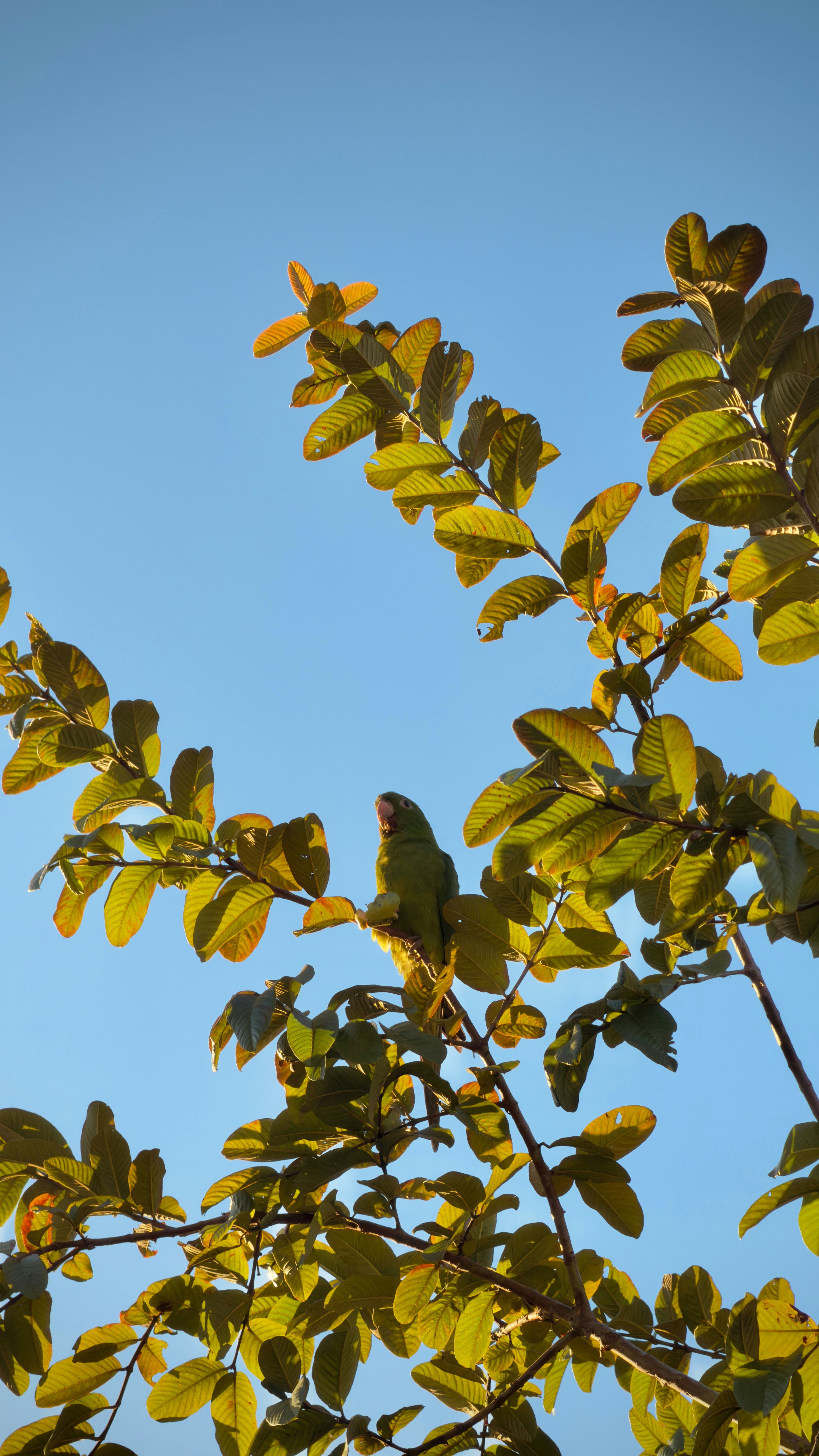 Azure Feathered Sentinel Among the Sunlit Leaves