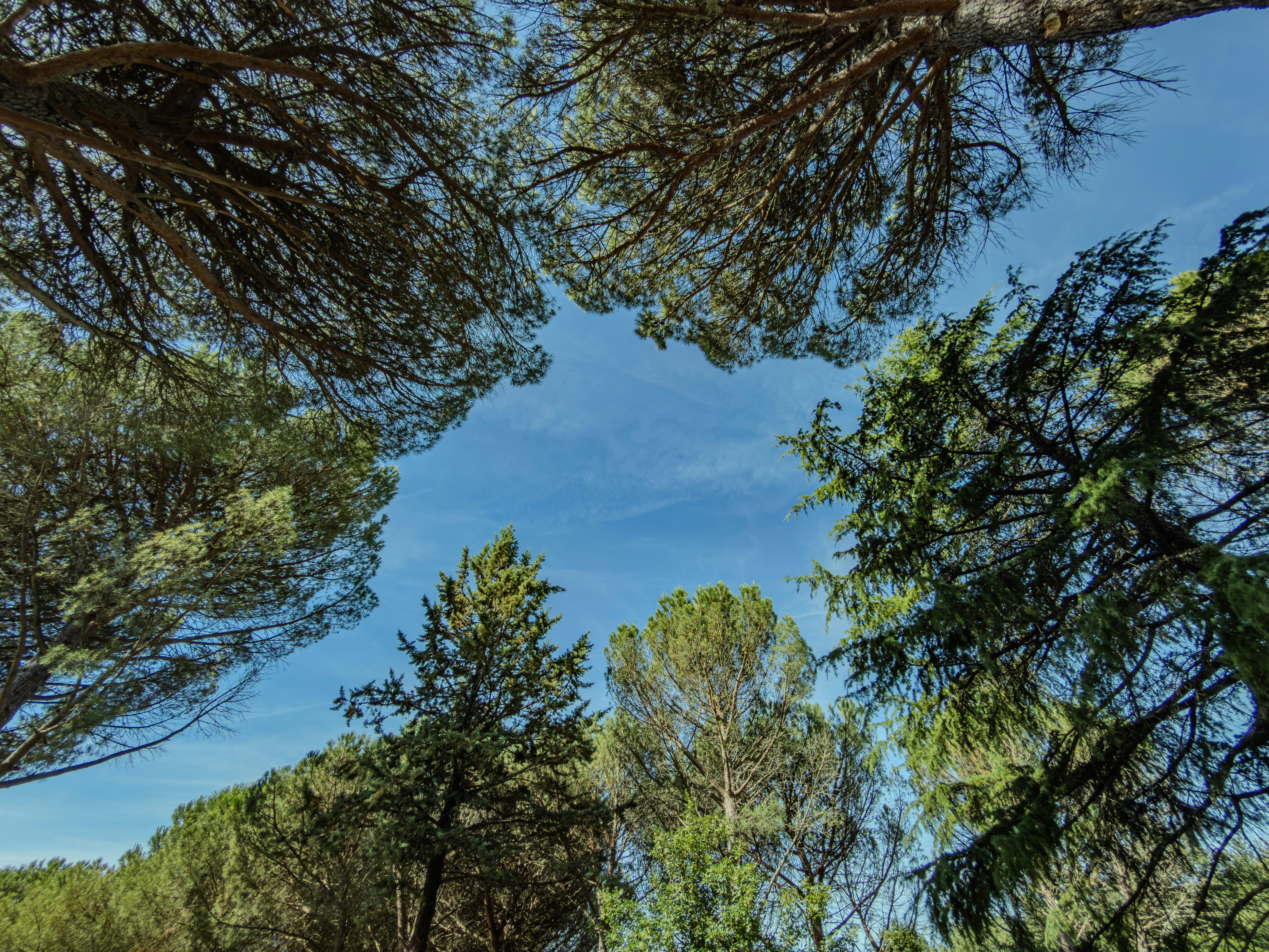 Skyward Canopy: Sunlit Treeline Framed by Converging Branches