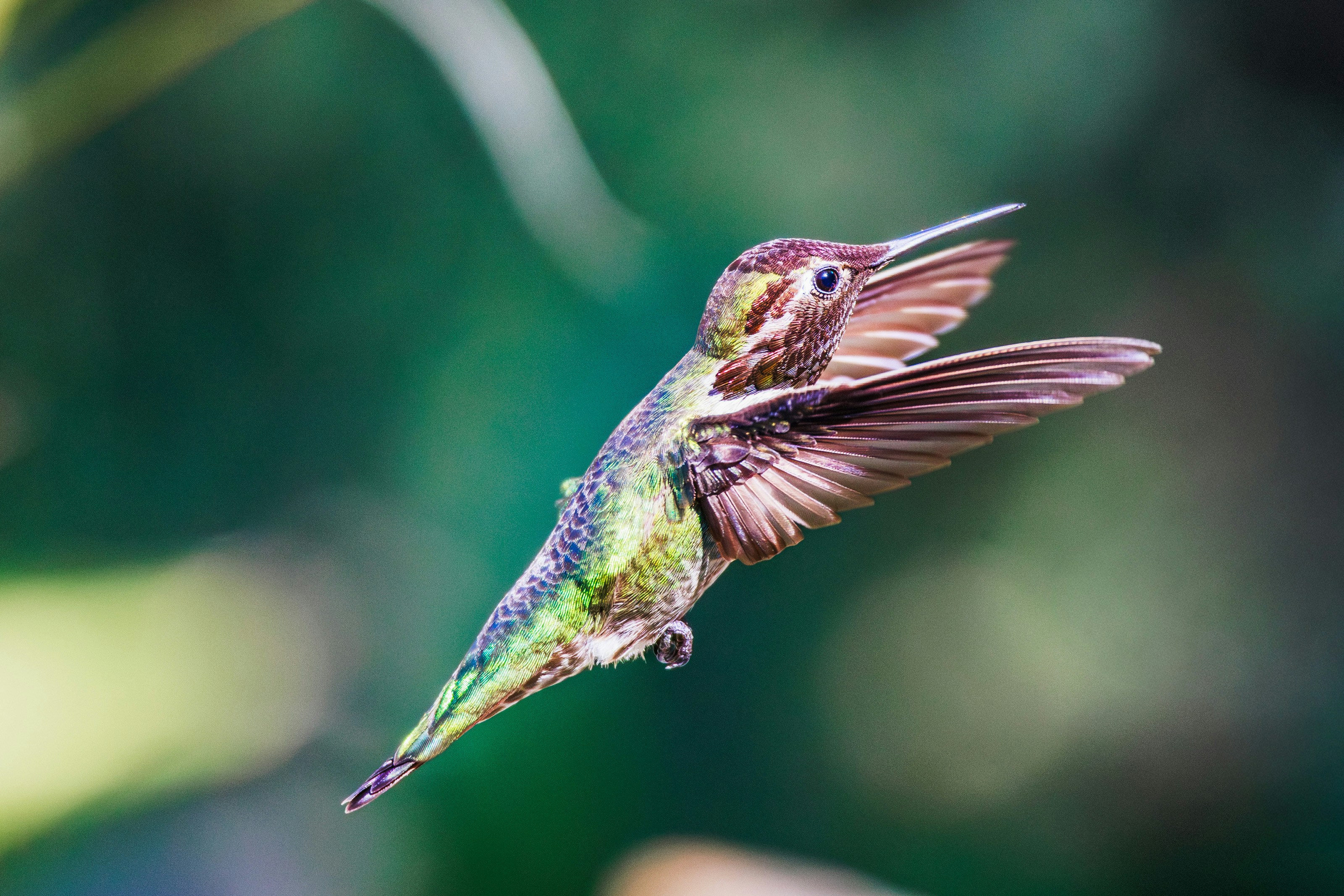 Majestic hover: a hummingbird in mid-dive against a blurred green backdrop