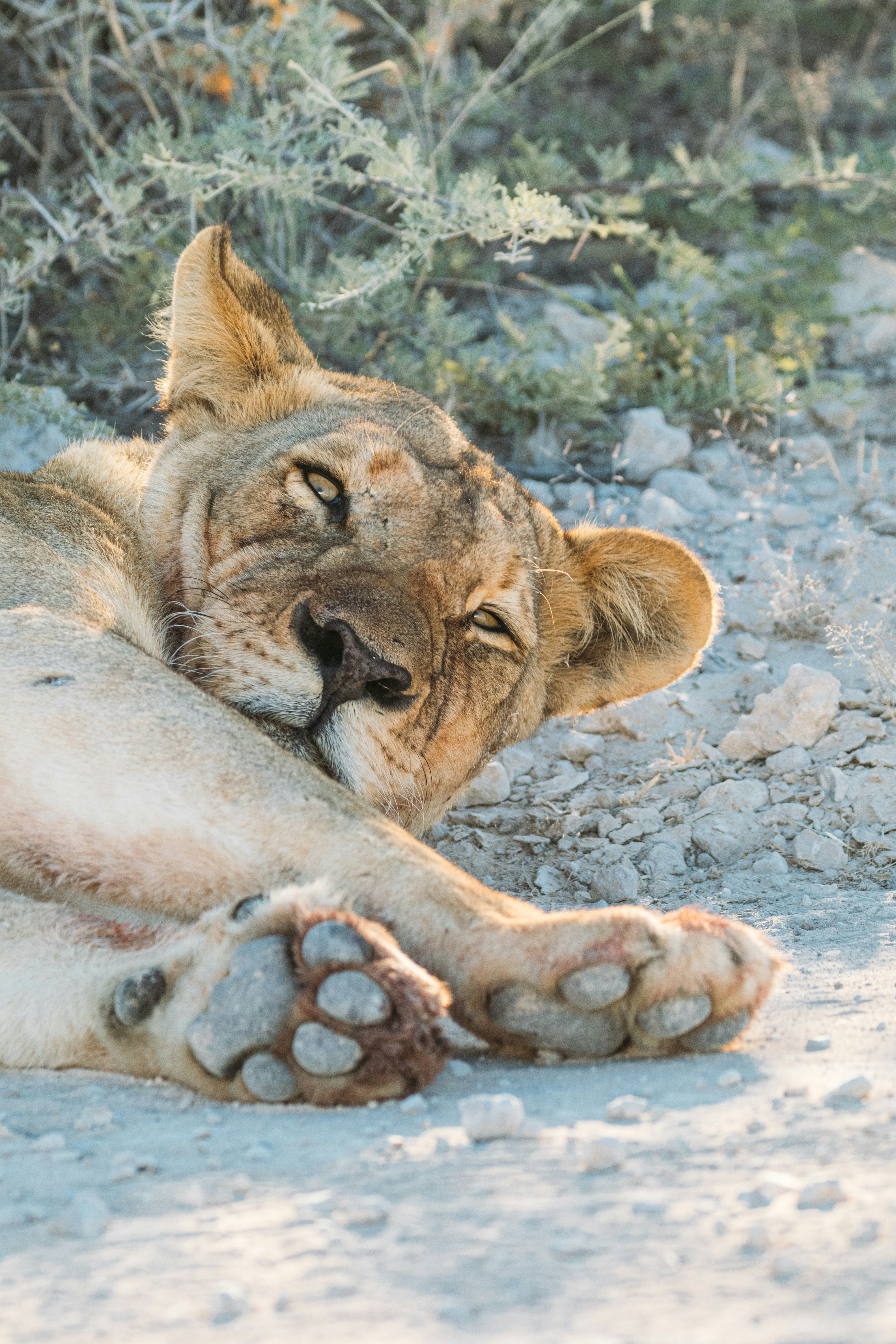 A lioness sleeping peacefully on the ground in the sun.