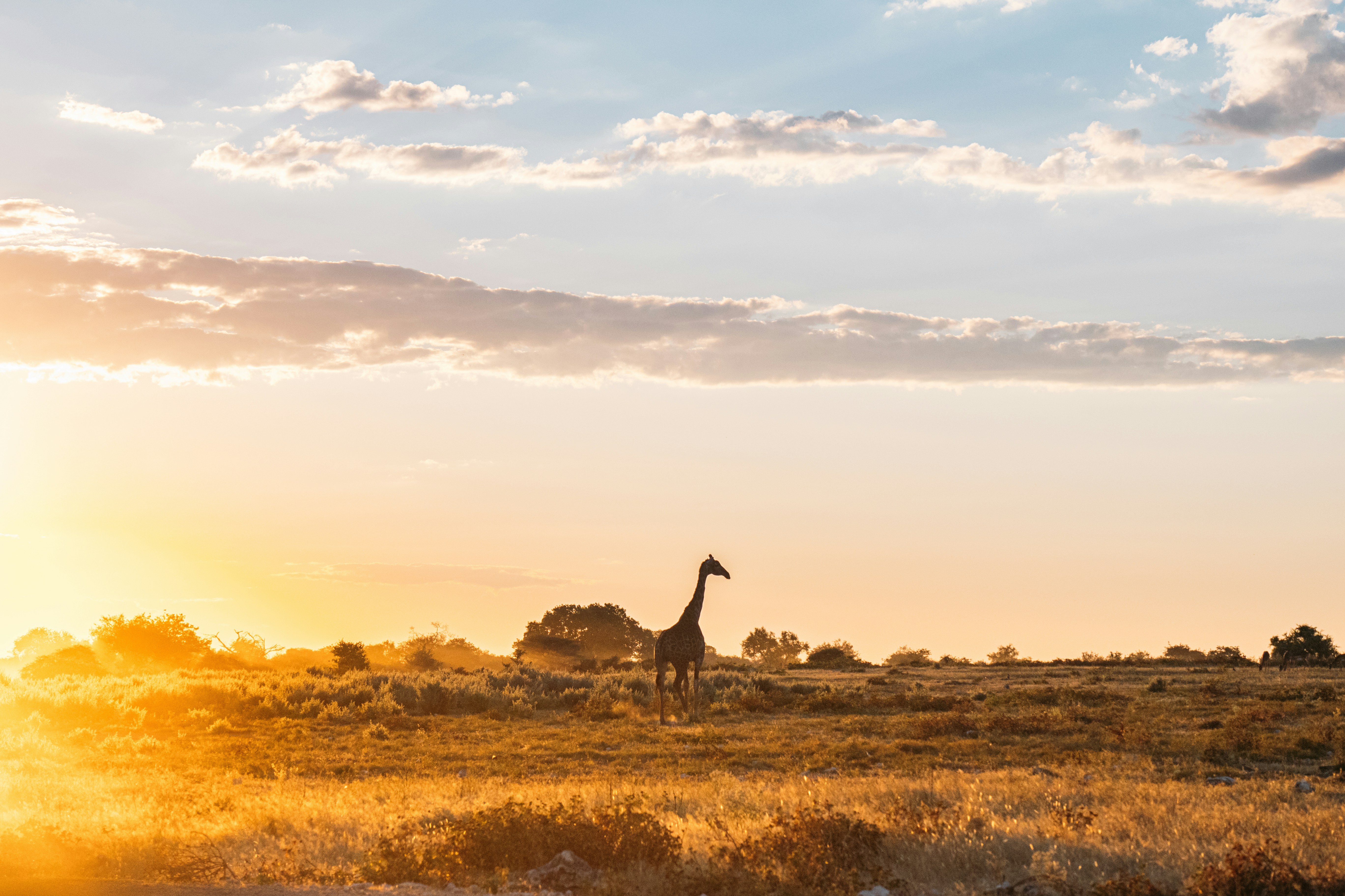 A giraffe stands in a golden savanna at sunset.