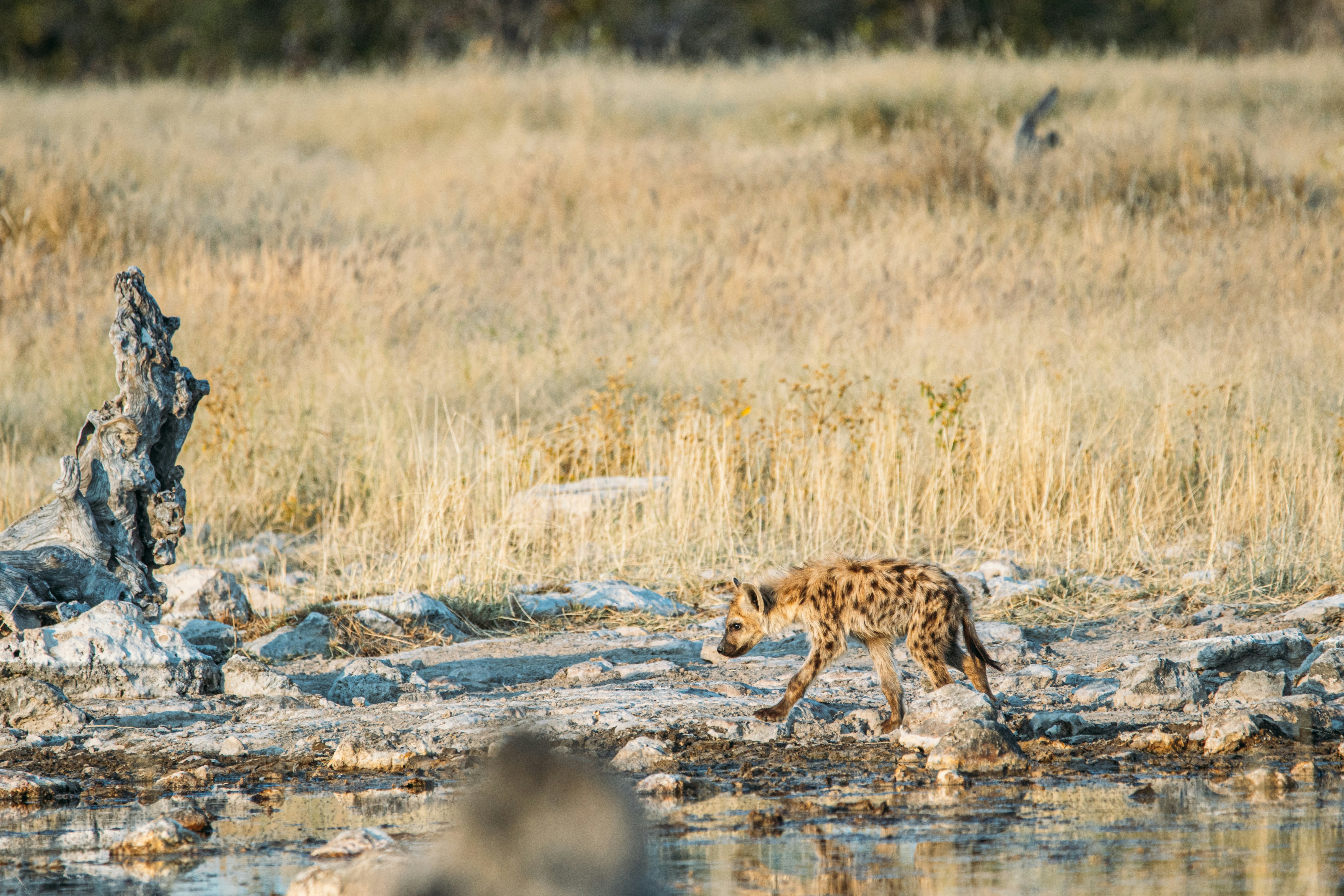 Dusky Cheetah Along the Shoreline