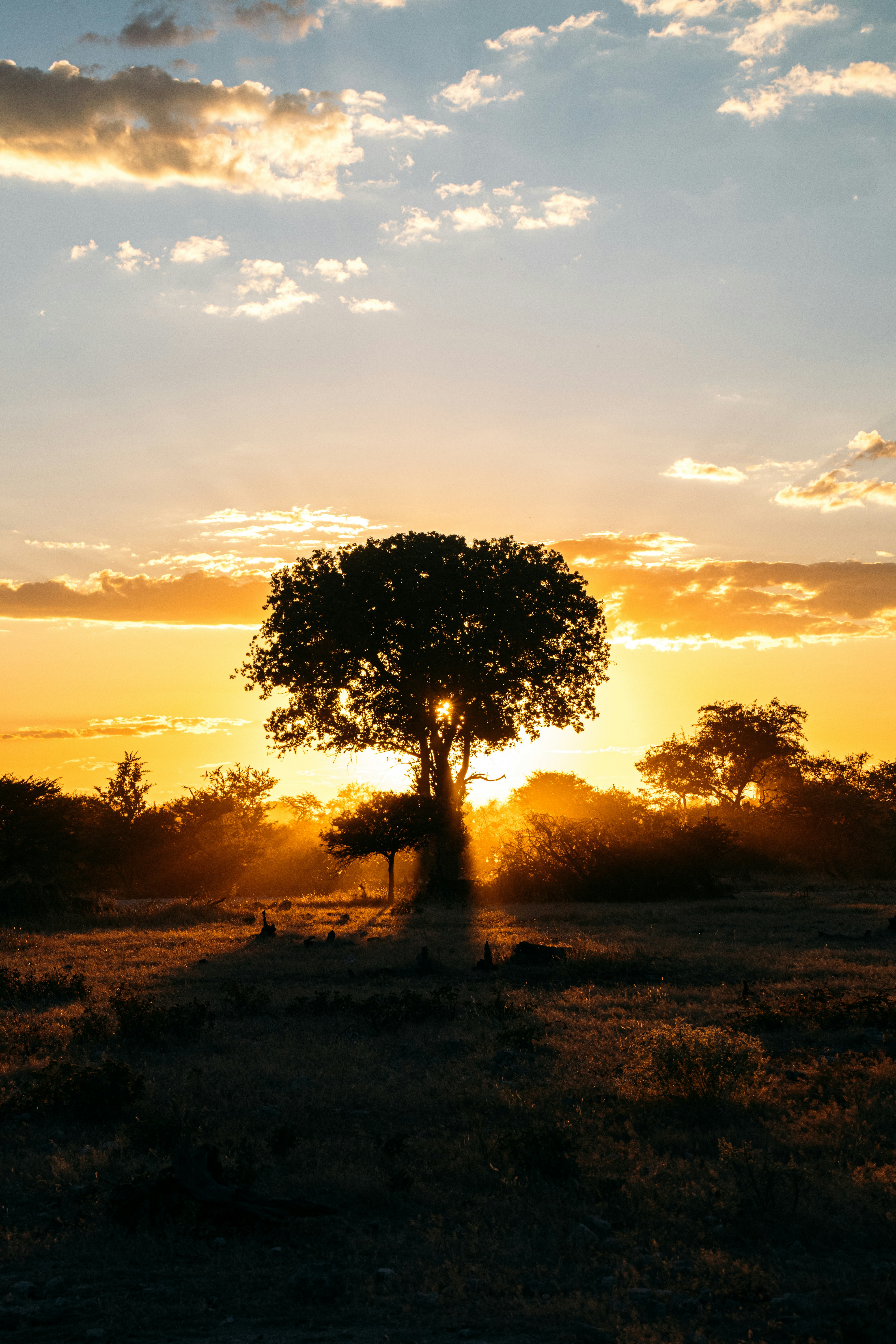 Silhouette of a Lone Tree at Sunset, Africa’s Savanna Wake