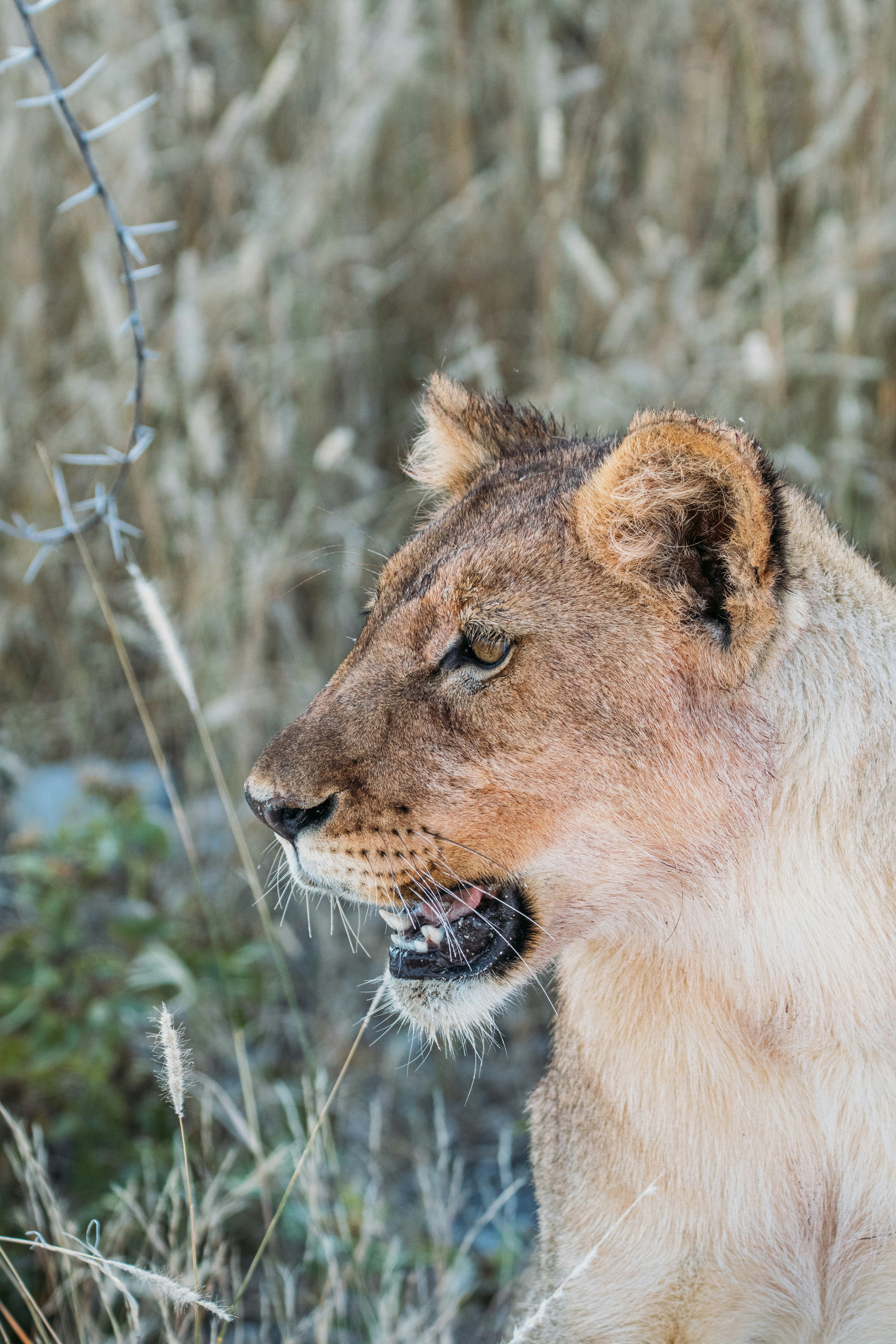 A lioness with an open mouth in dry grass.