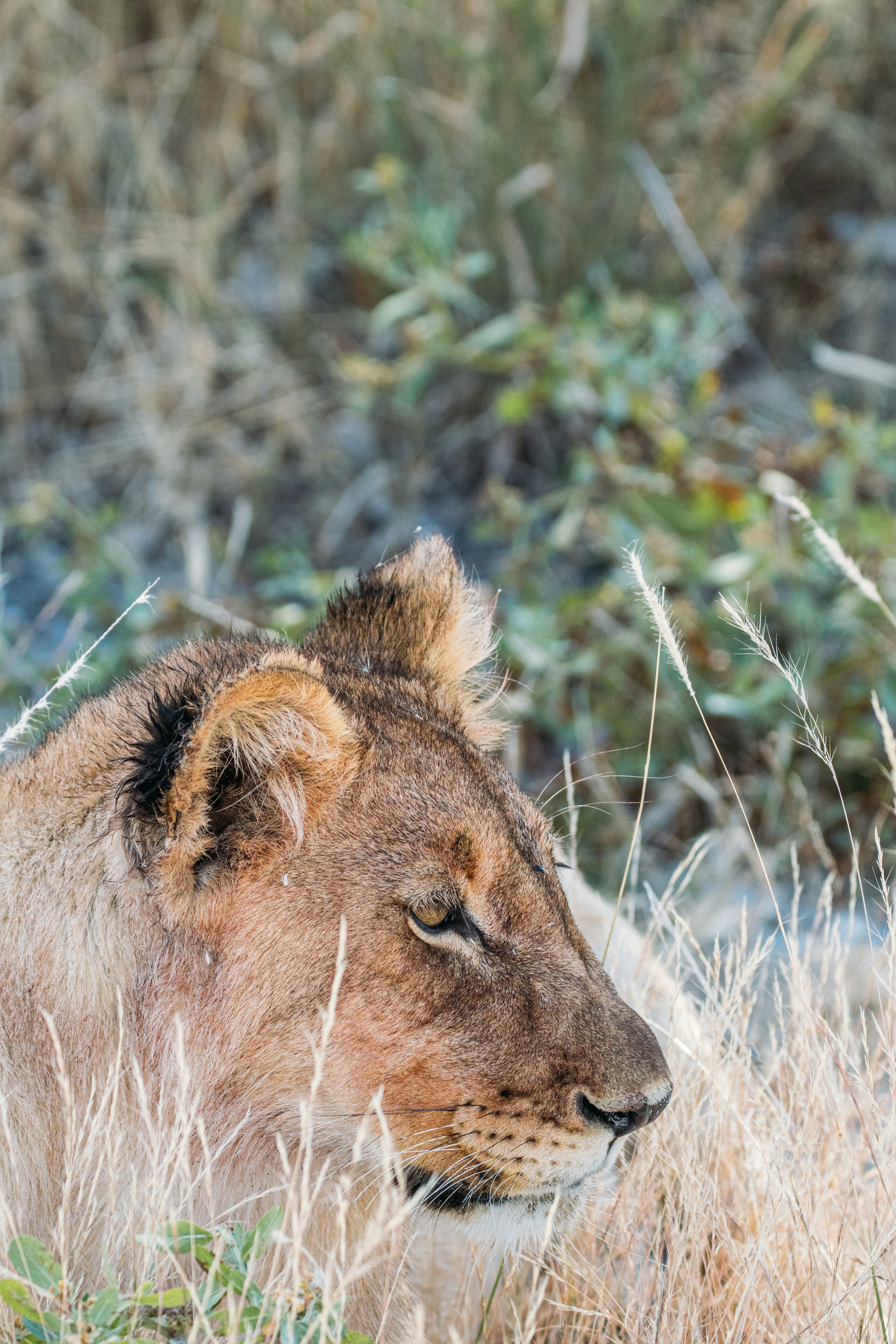 Portrait of a calm lioness in tall grass