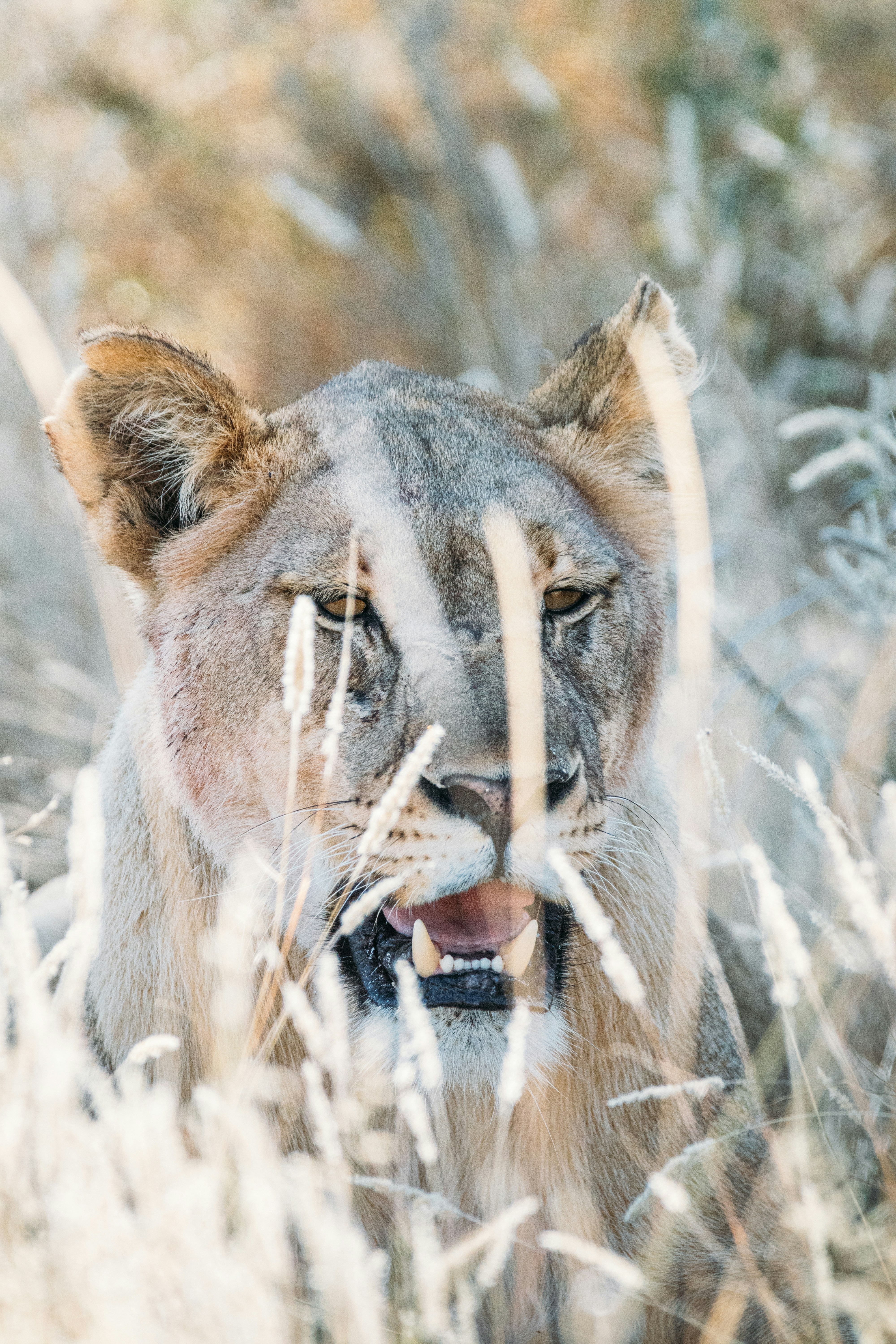 Hidden Gaze: A Lioness Pauses Among Tall Grass