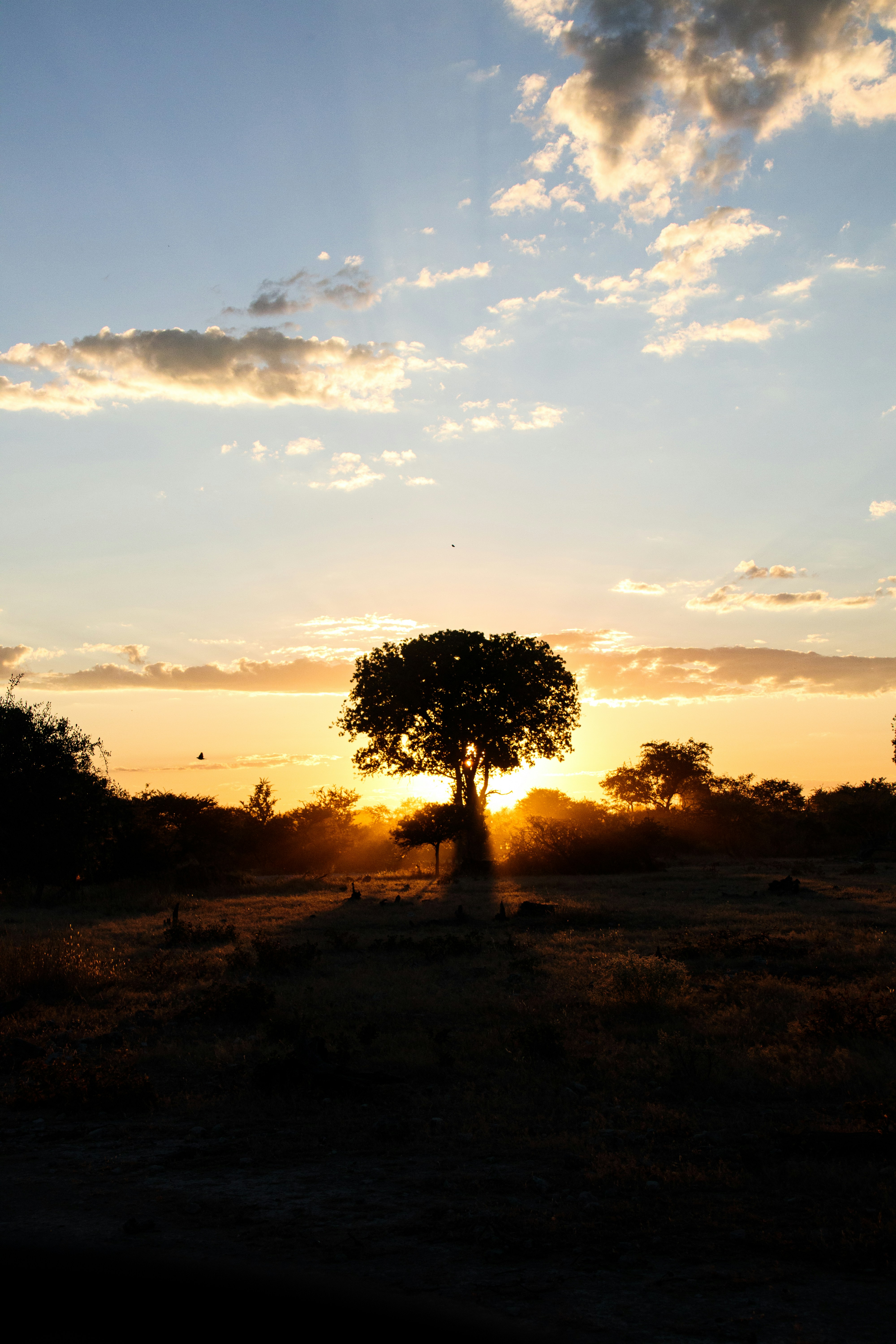Silhouette at Sunset: A Lone Tree Basks in Golden Light
