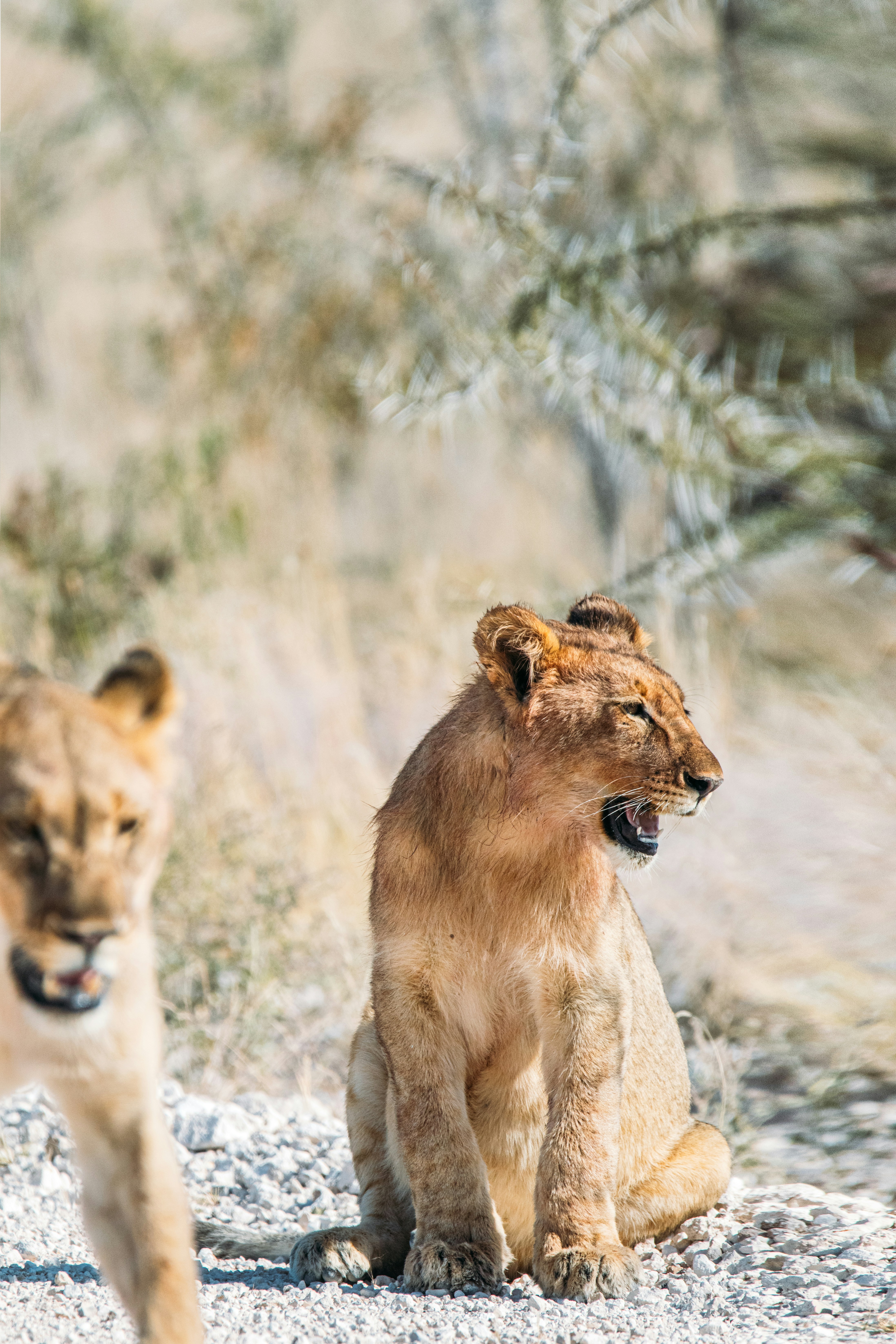 Rough-and-Grey Dawn: A Lioness Pauses at the Gravel Vista
