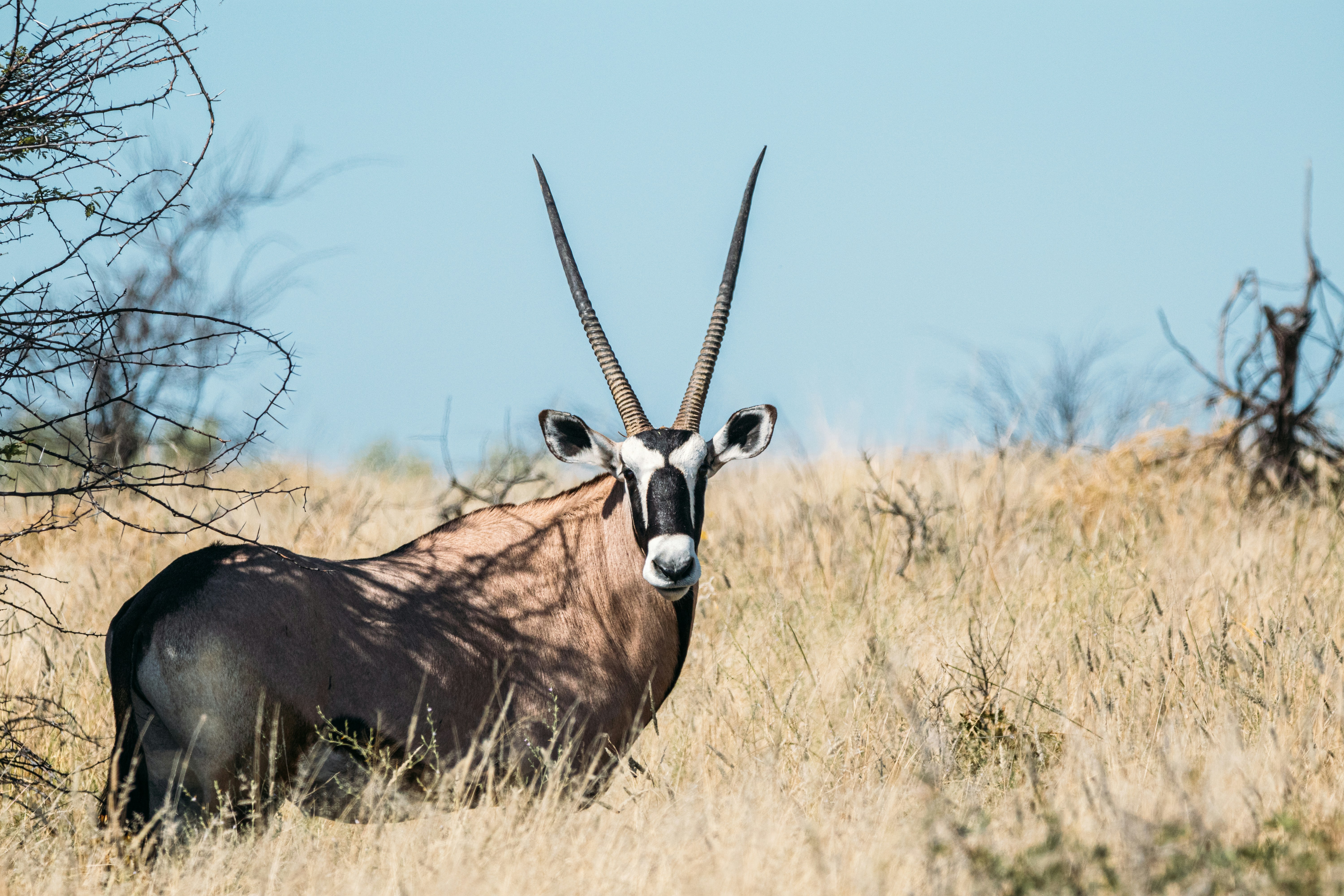 An oryx with long horns stands in dry savanna.