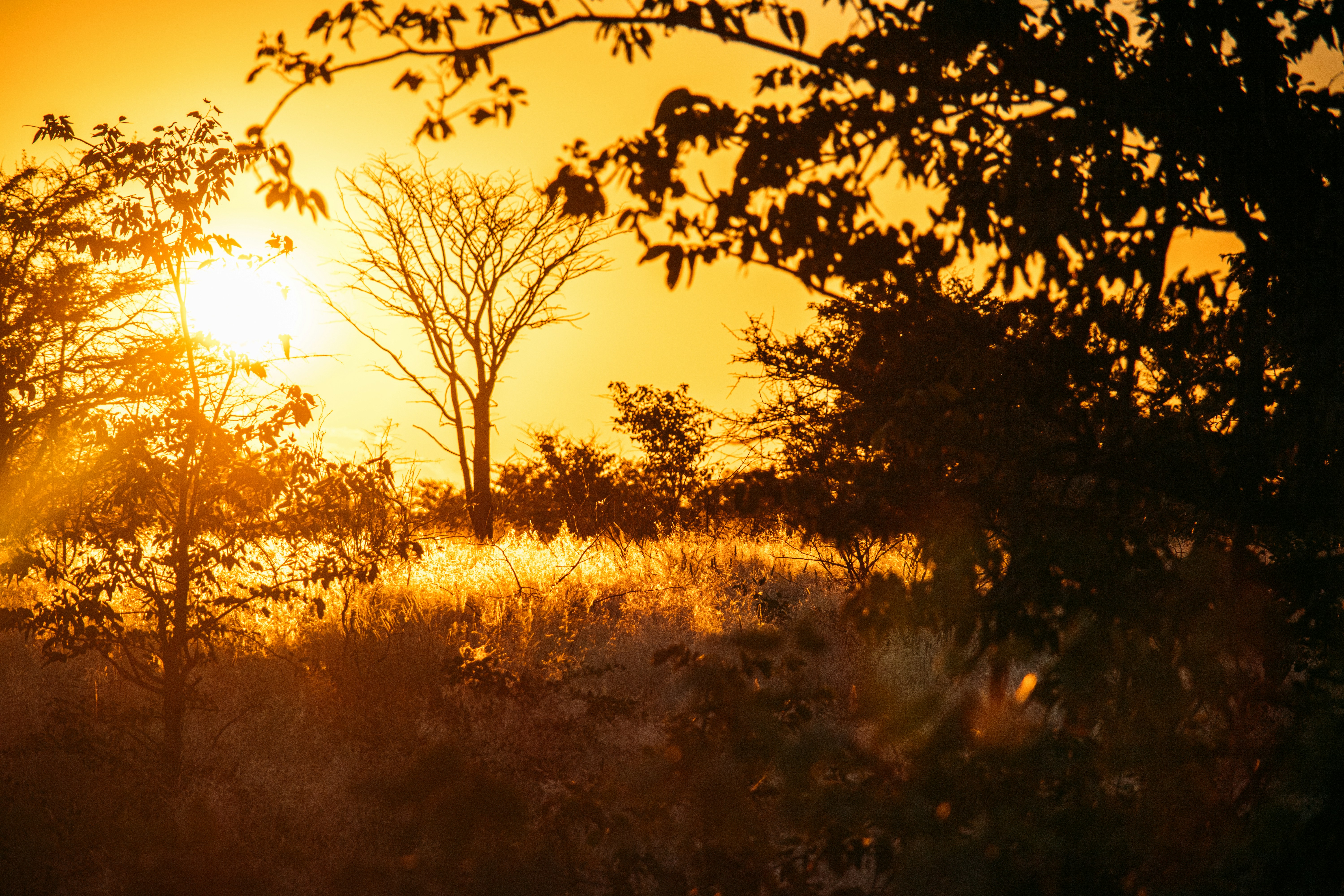 Golden Hour Quiet: Silhouetted Trees Embrace the Horizon