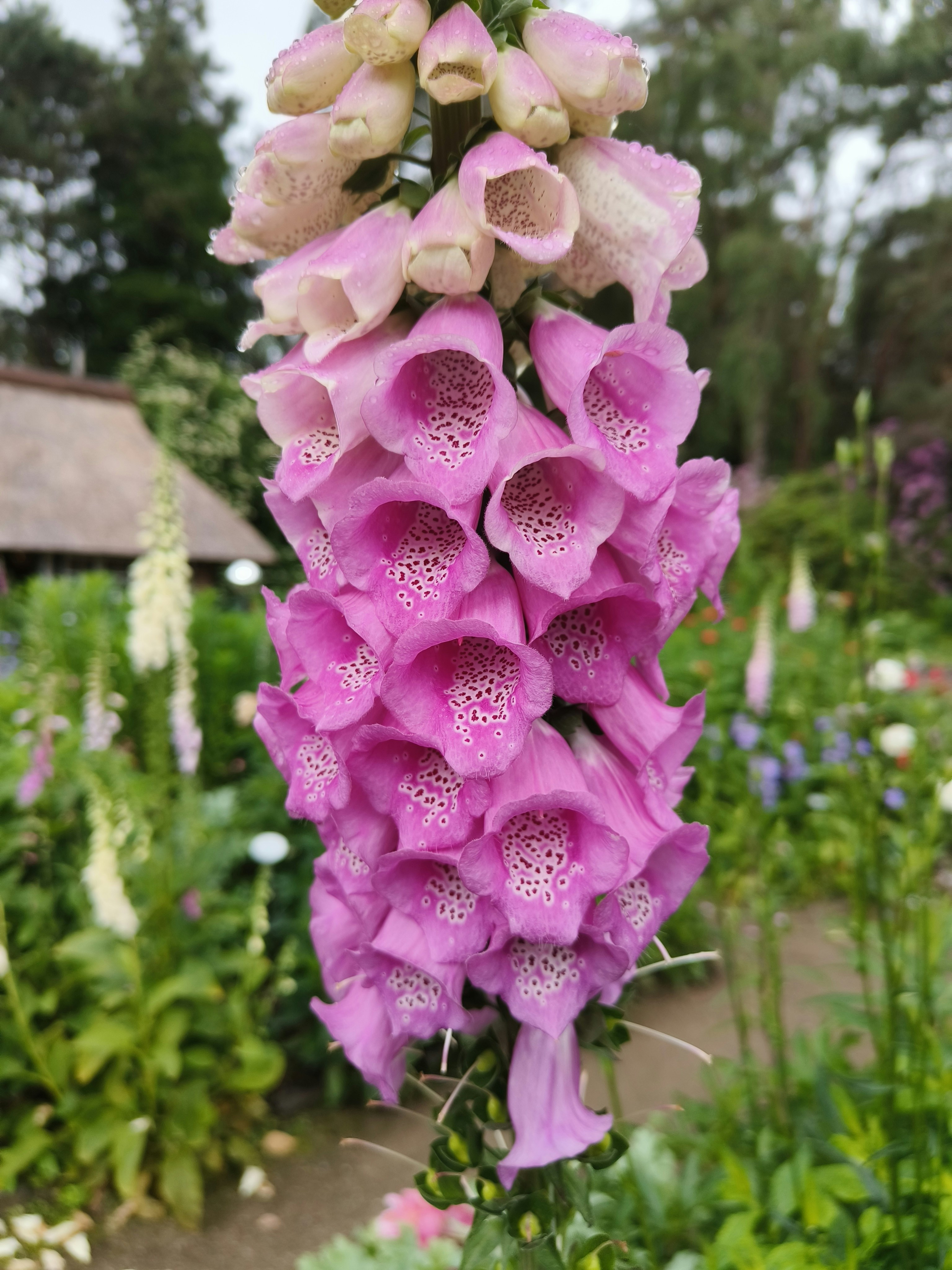 Cascade of Pink Bellflowers: A Vertical Bloom in a Lush Garden