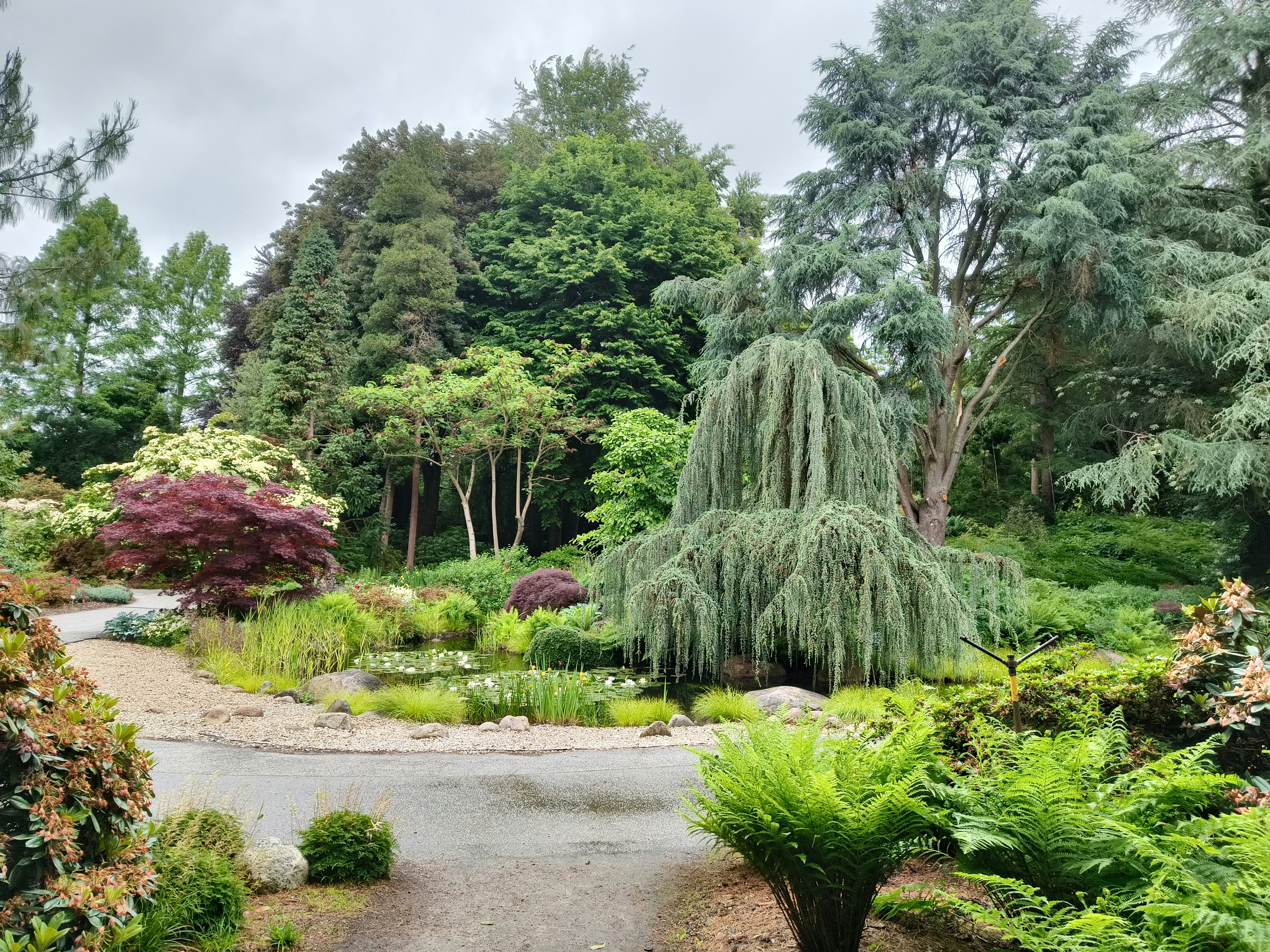Lush garden with a prominent weeping tree, manicured shrubs, and a winding path, capturing a tranquil landscape vignette.