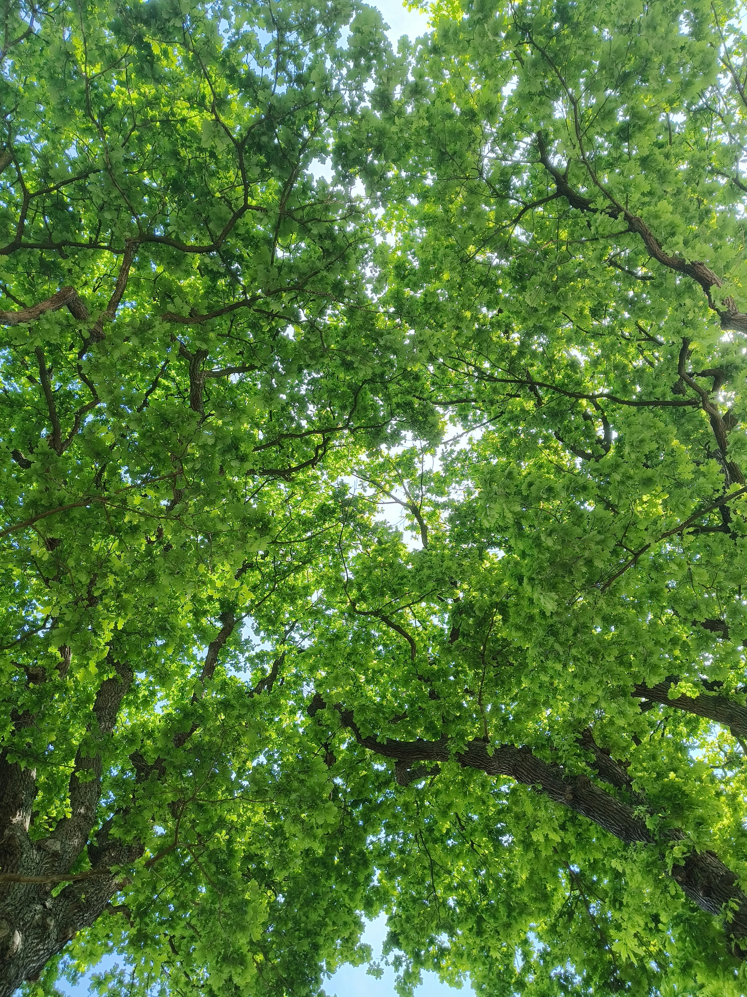 Leafy Cathedral: Sunlight Woven Through Elm Canopy