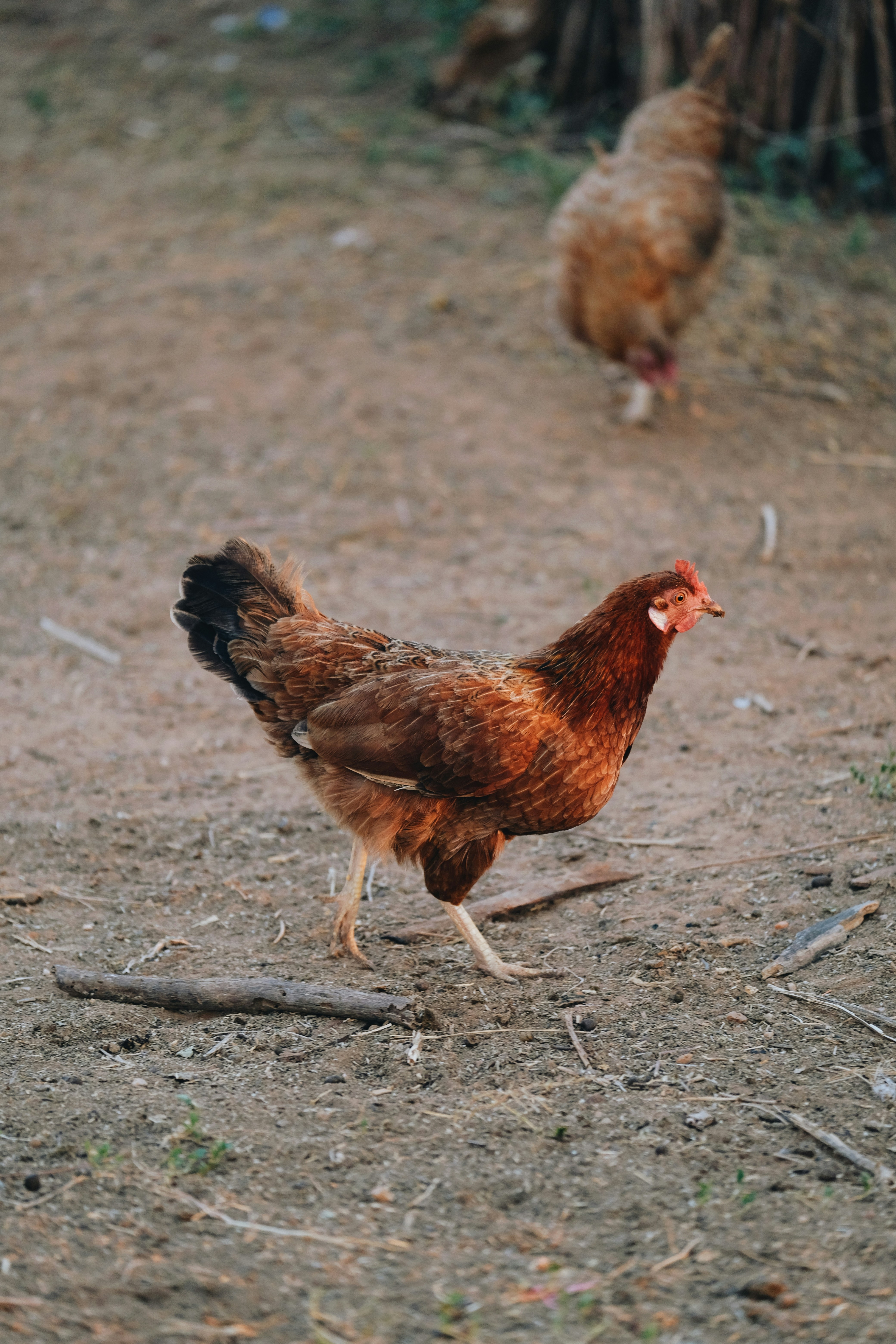 Brown Hen in a Dusty Yard: A Quiet Moment of Rural Life