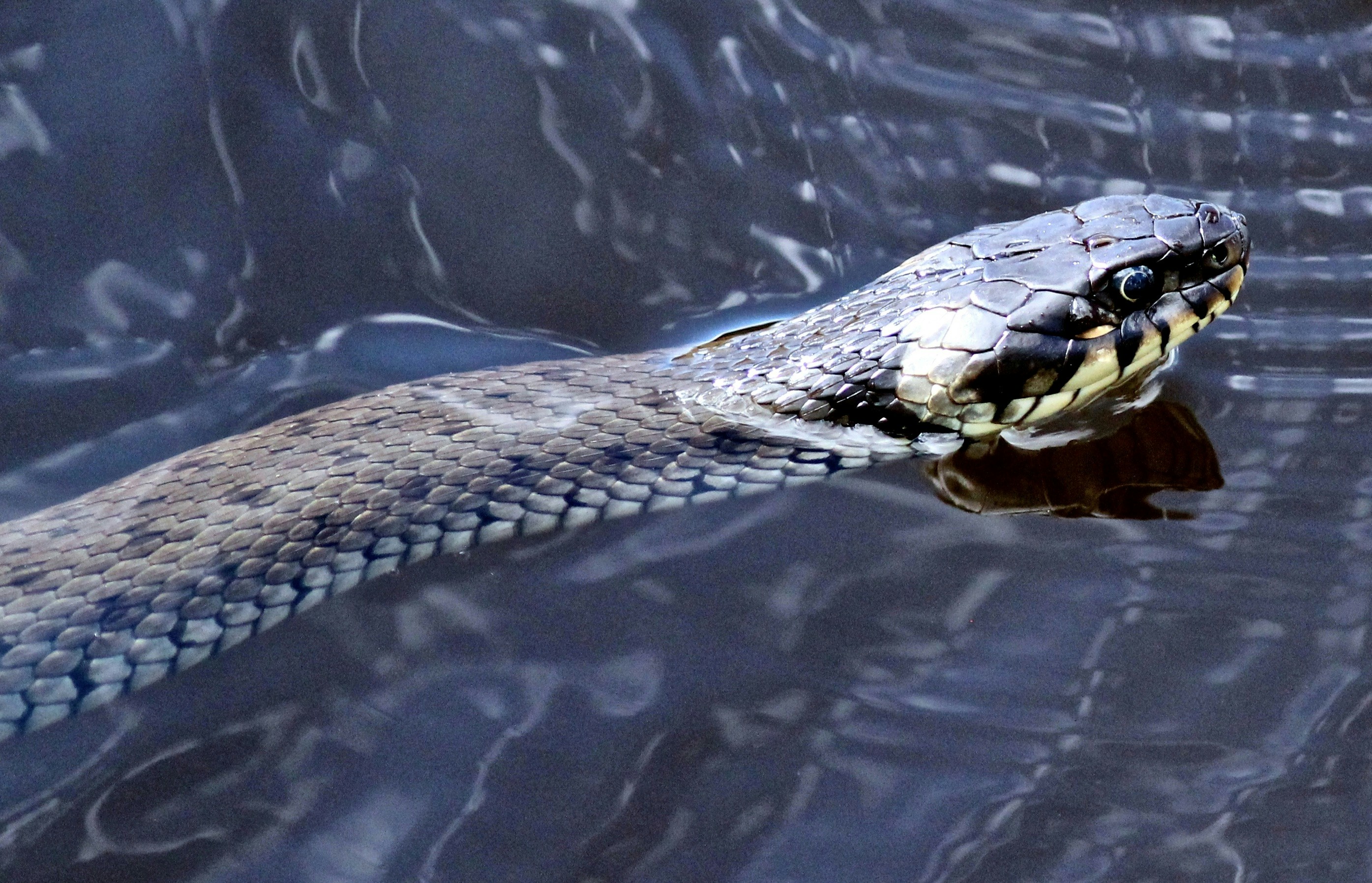 Azure-Climbing Snake: A Close-Up of Coiled Scales and Watchful Eye