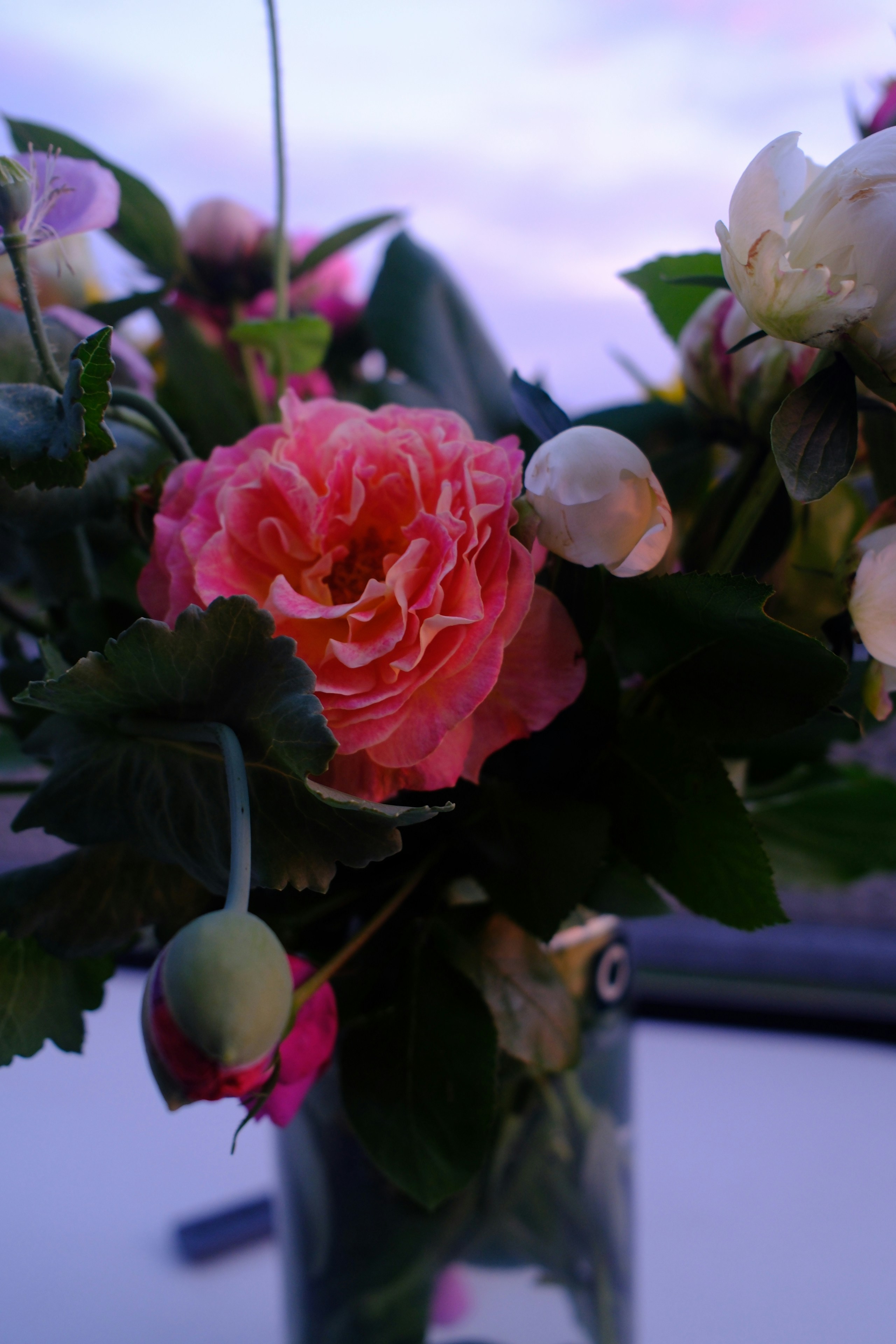 Coral Rose in Twilight Vase