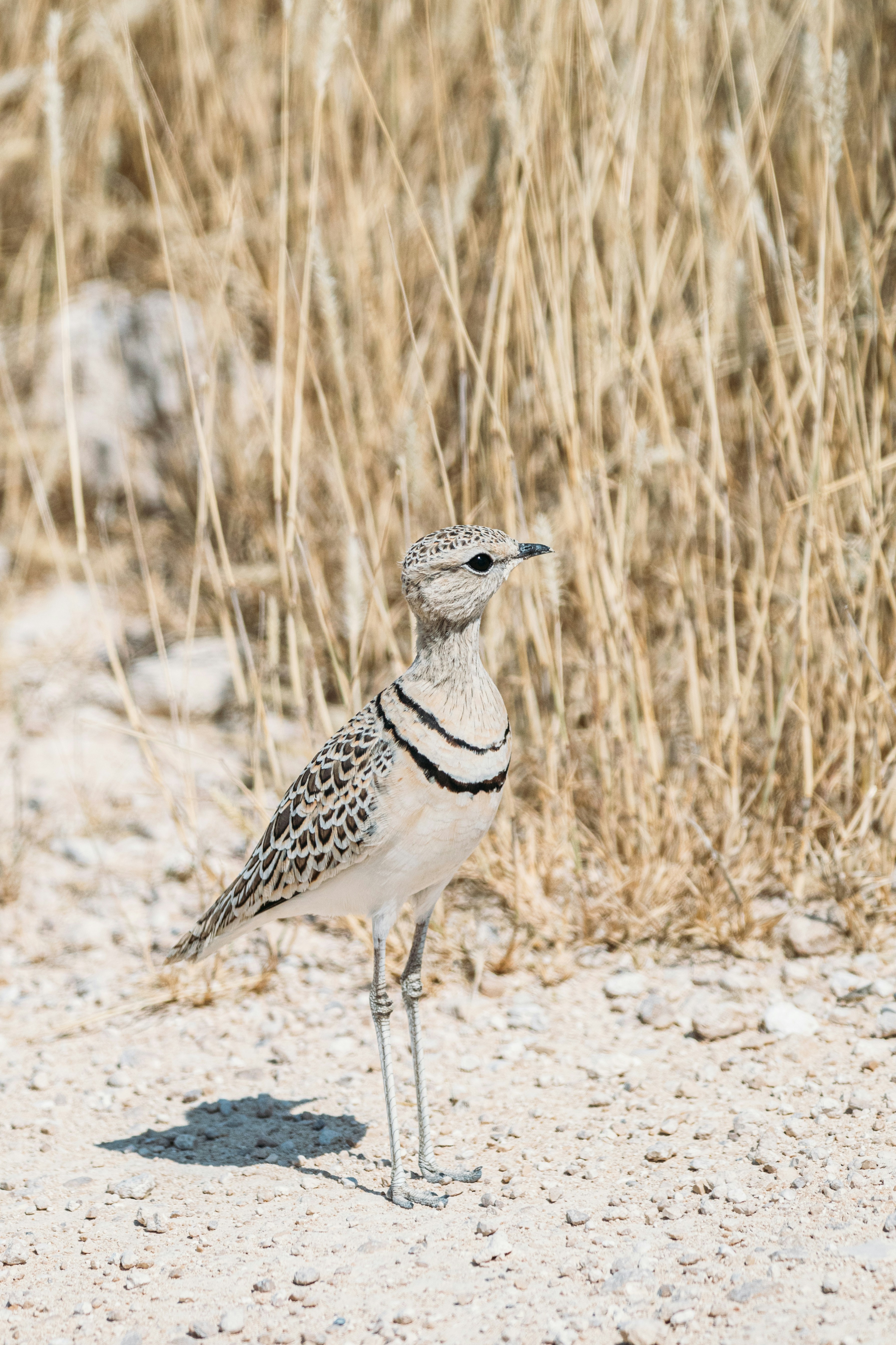 A patterned bird stands on sandy ground near dry grass.