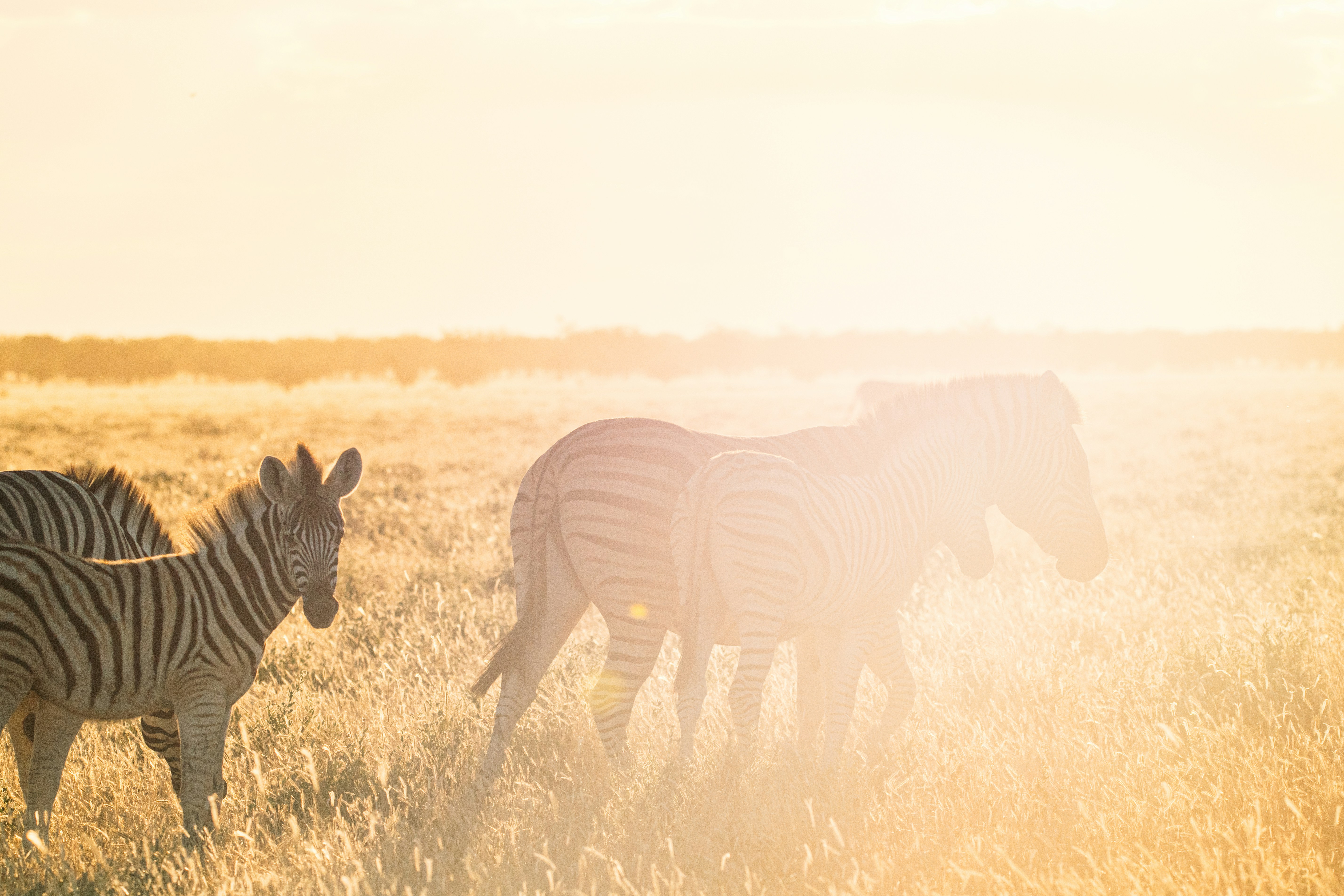Golden Hour Herd: Zebras in a Sunlit Serengeti Field