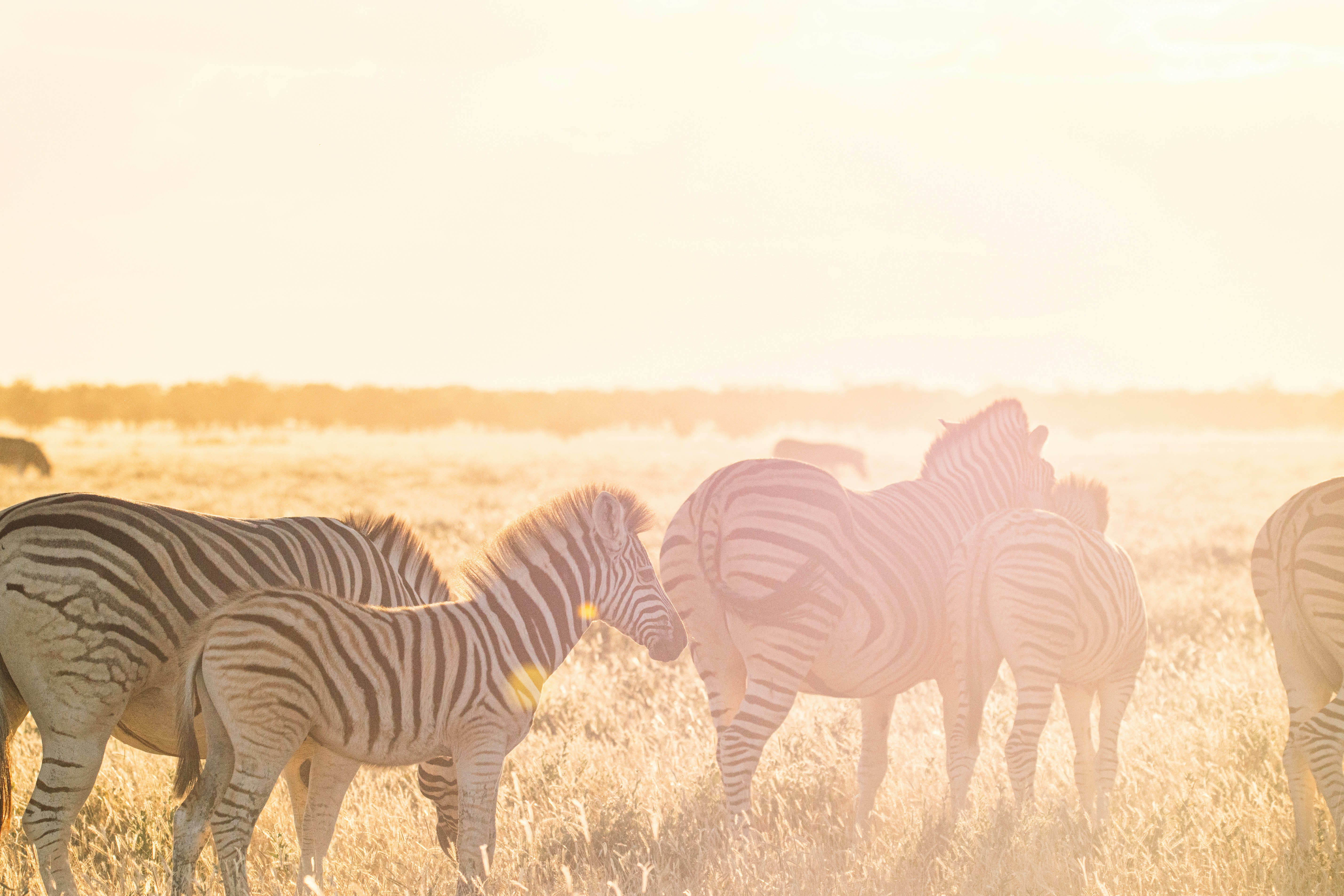 Zebras and a foal stand in a sunlit field.