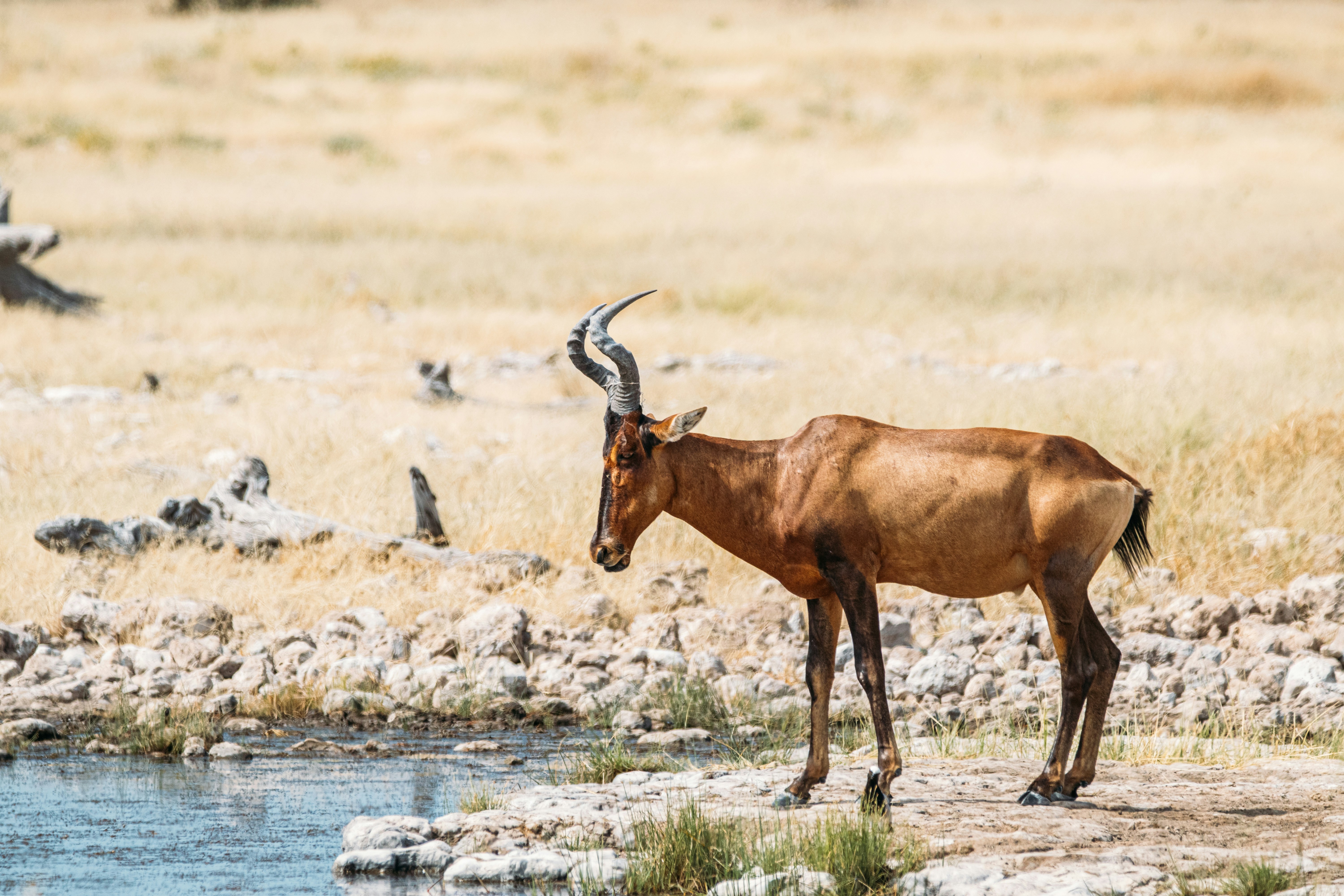 Grazing Stag at the Water’s Edge