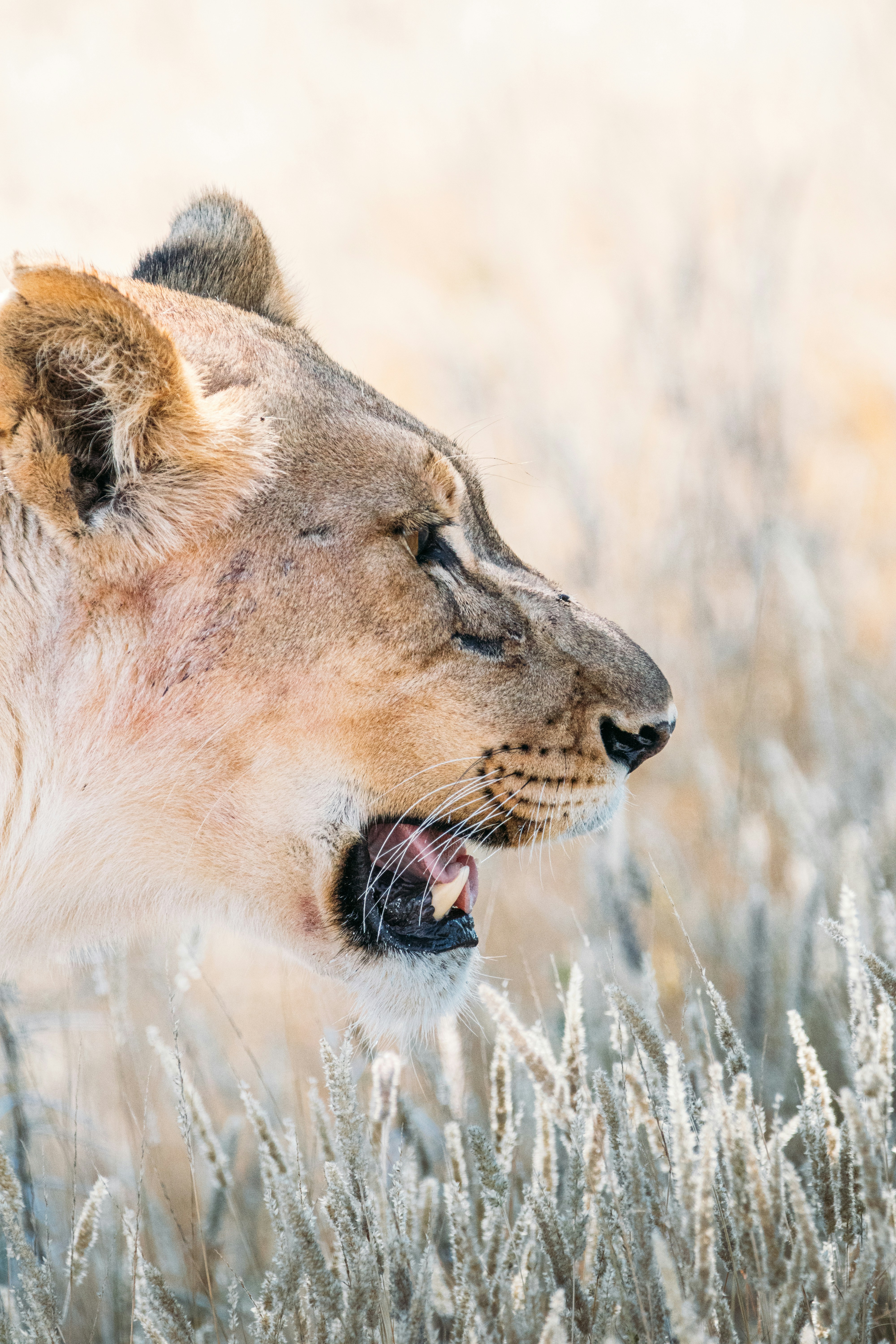 Quiet Gaze: A Lioness Pauses in Prairie Light