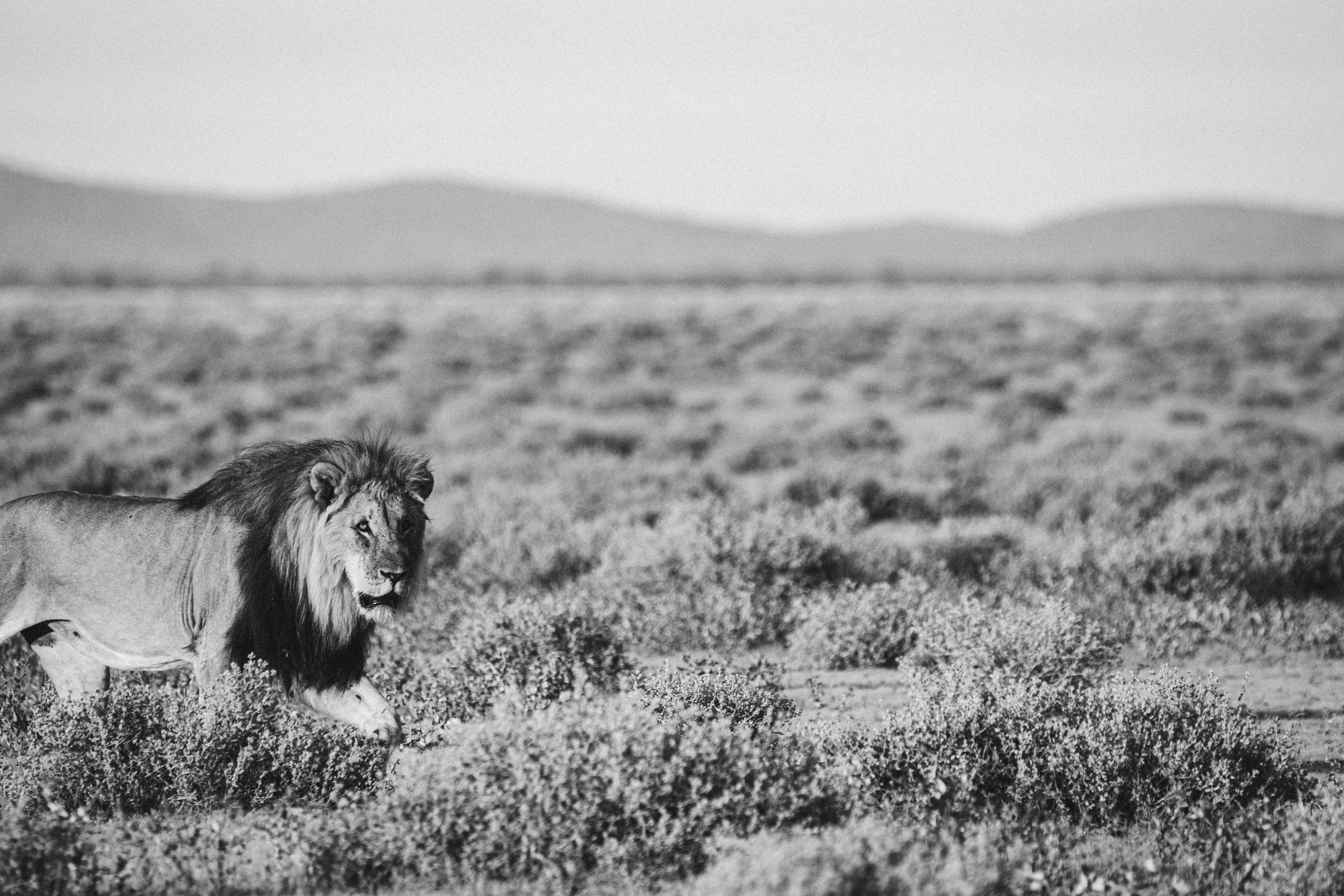A lion walks across a vast, open plain.