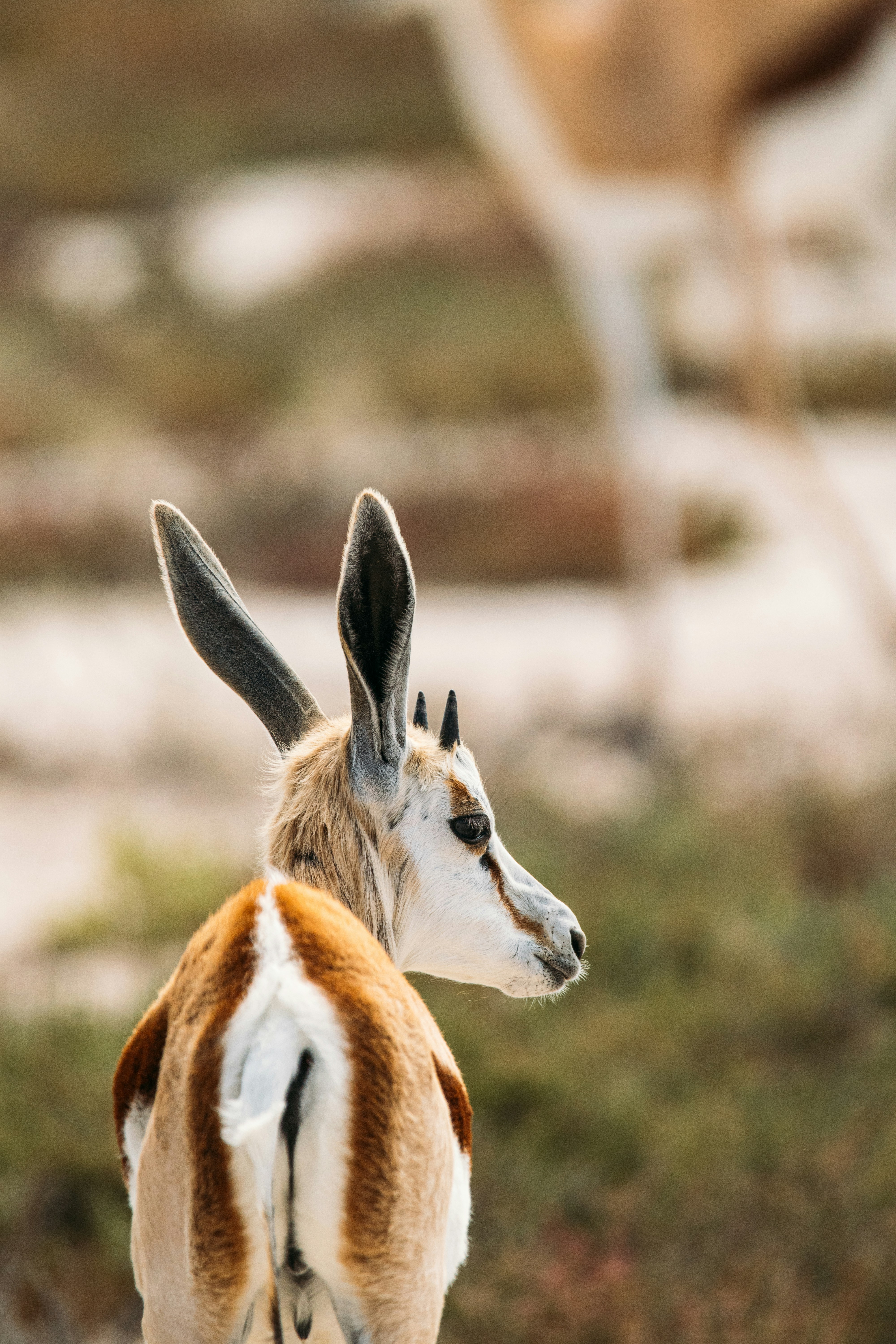 Side‑Profile Prong of a Pronghorn: Quiet Gaze Across the Plains