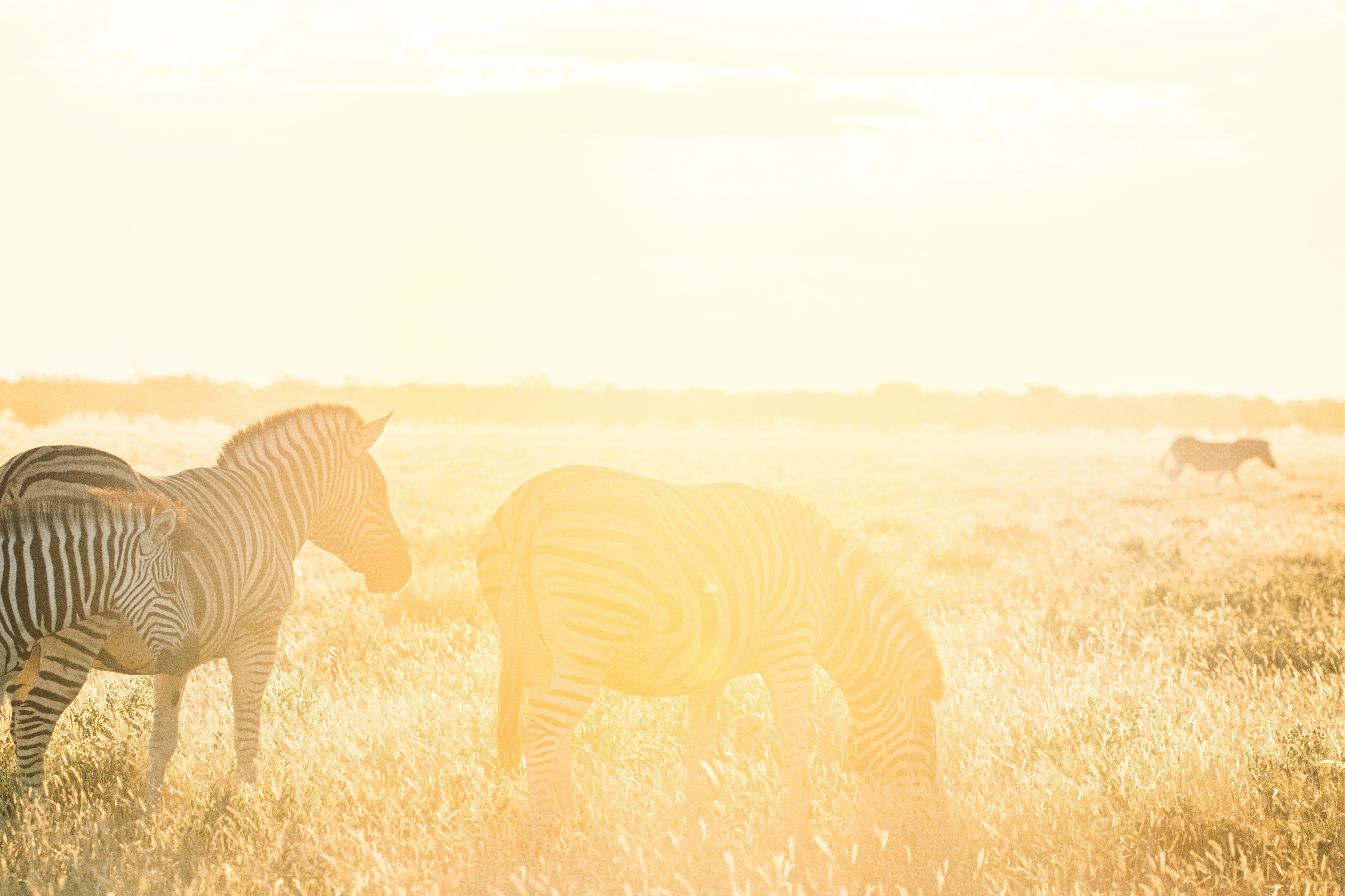 Sunlit Serengeti: Zebras in a Glowing Grassland