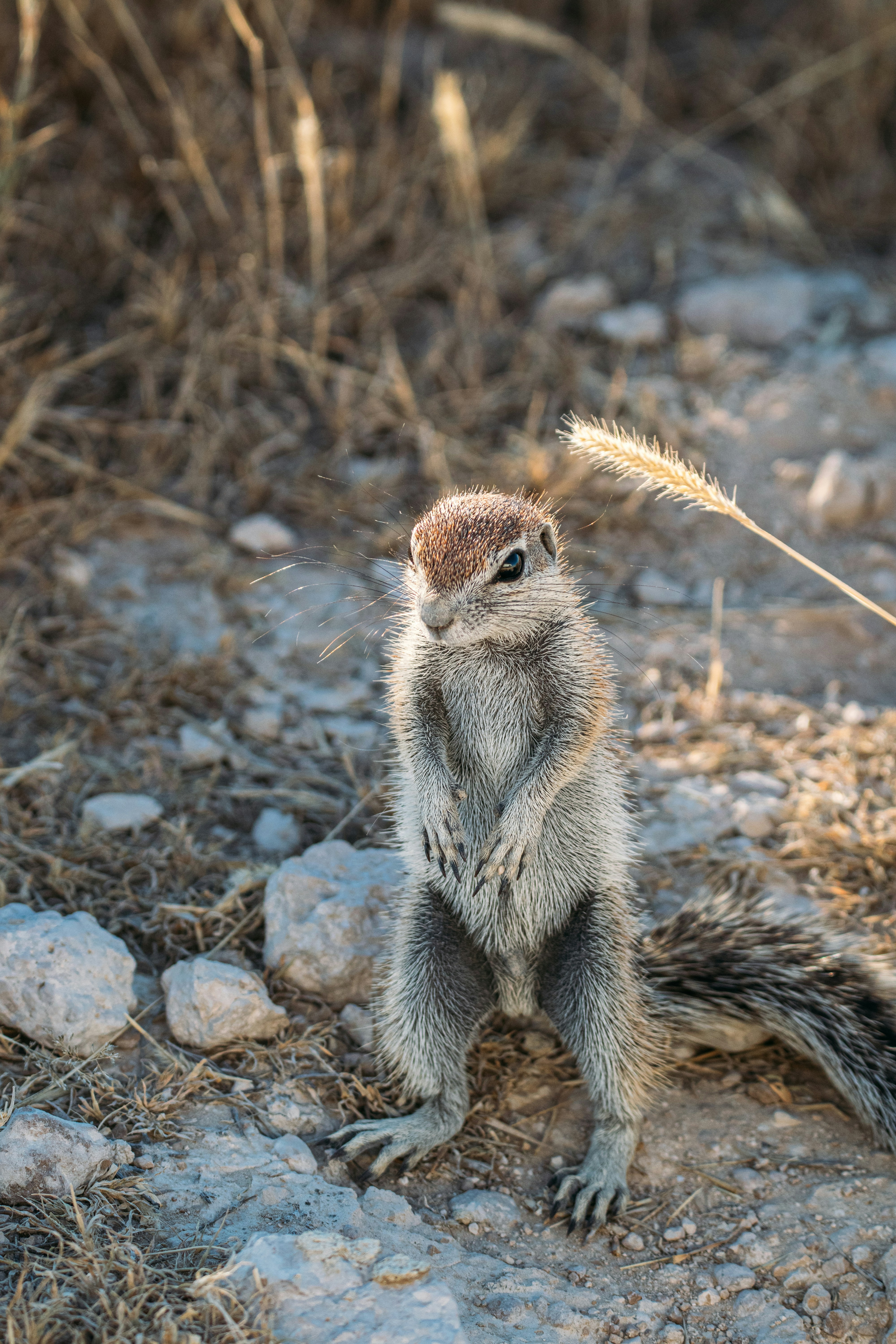 A ground squirrel stands upright on rocky terrain.
