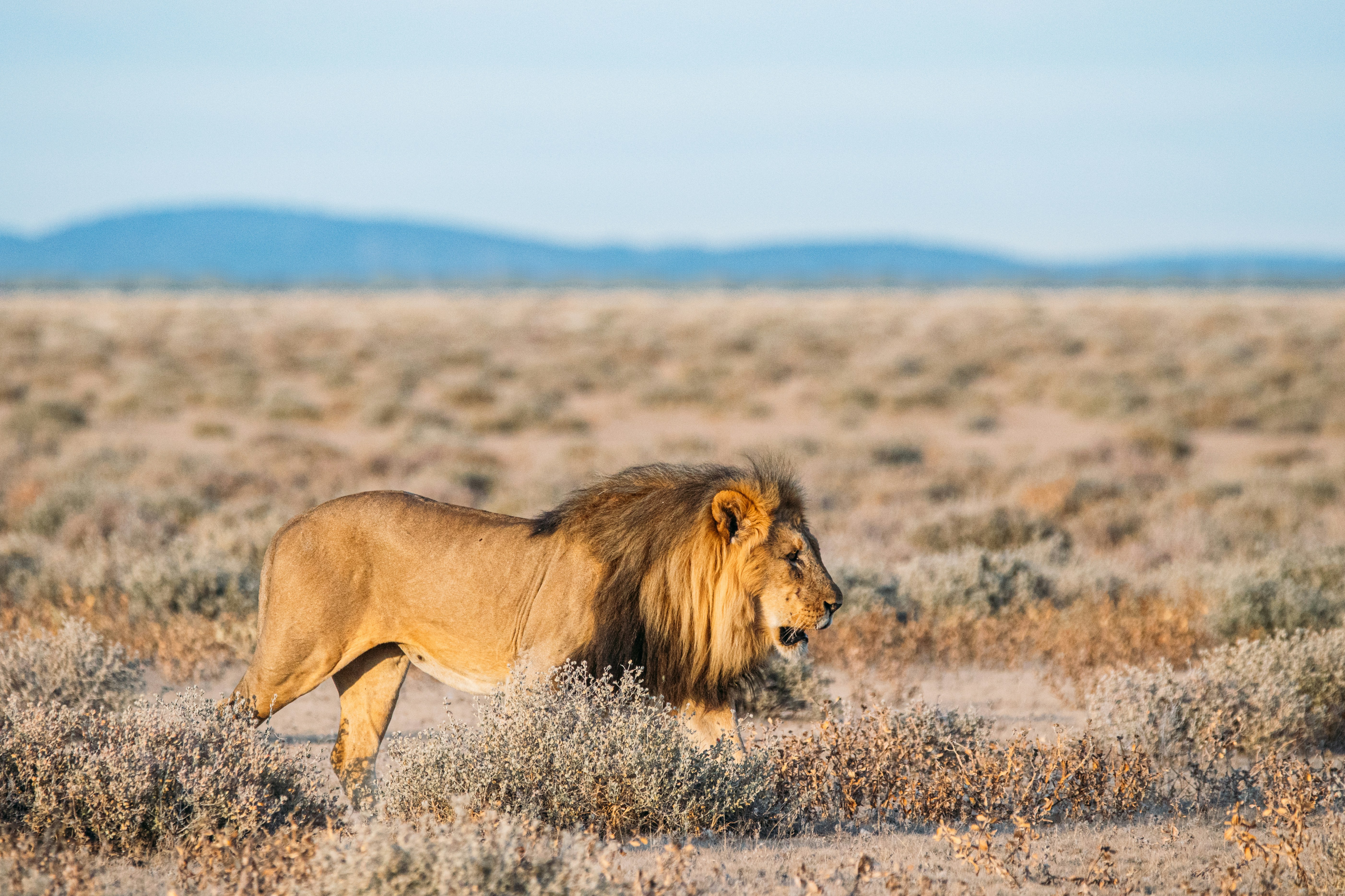 Majestic North African Desert Lion in Profiling Light
