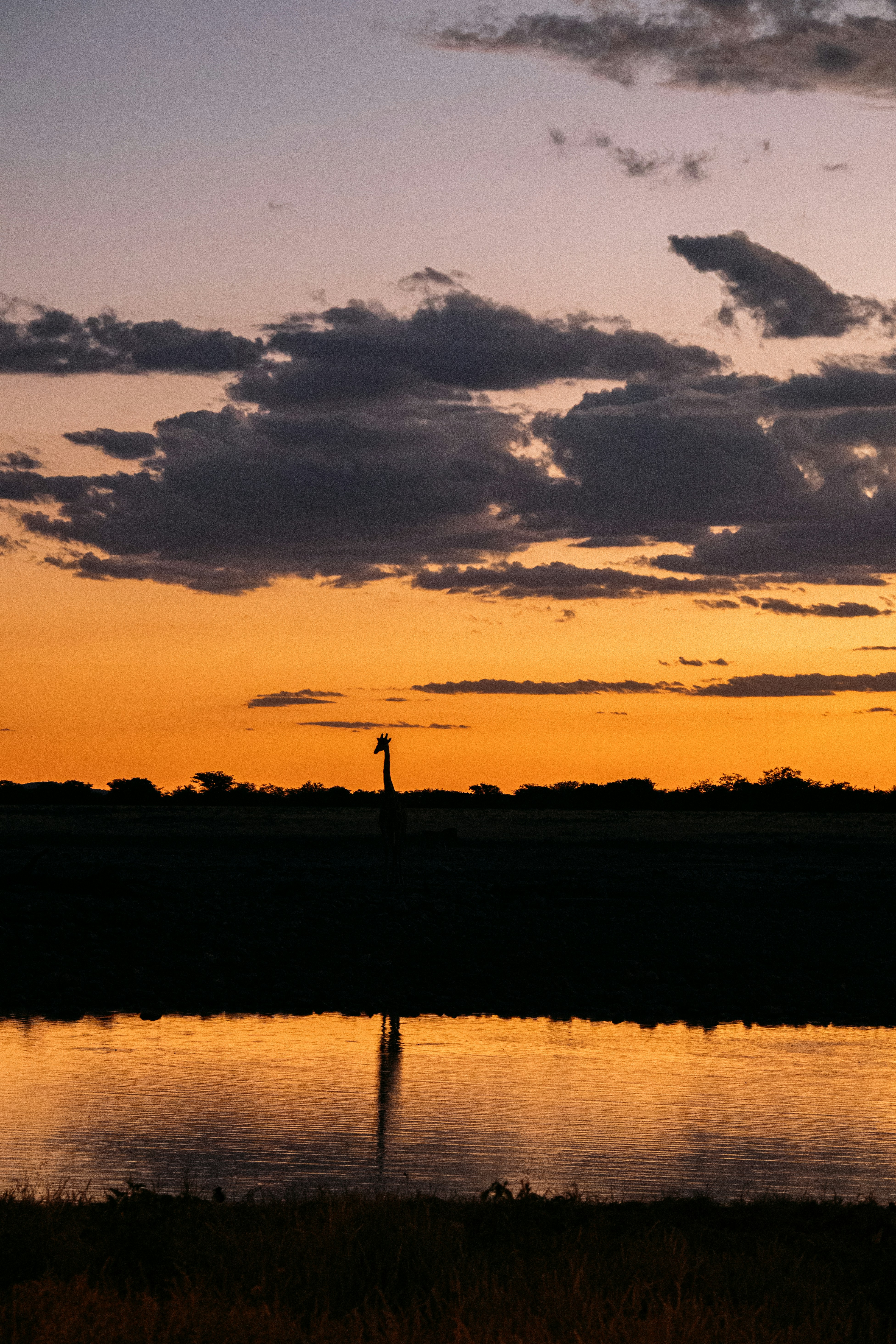 Giraffe at Dusk: Silhouette Between Water and Sky